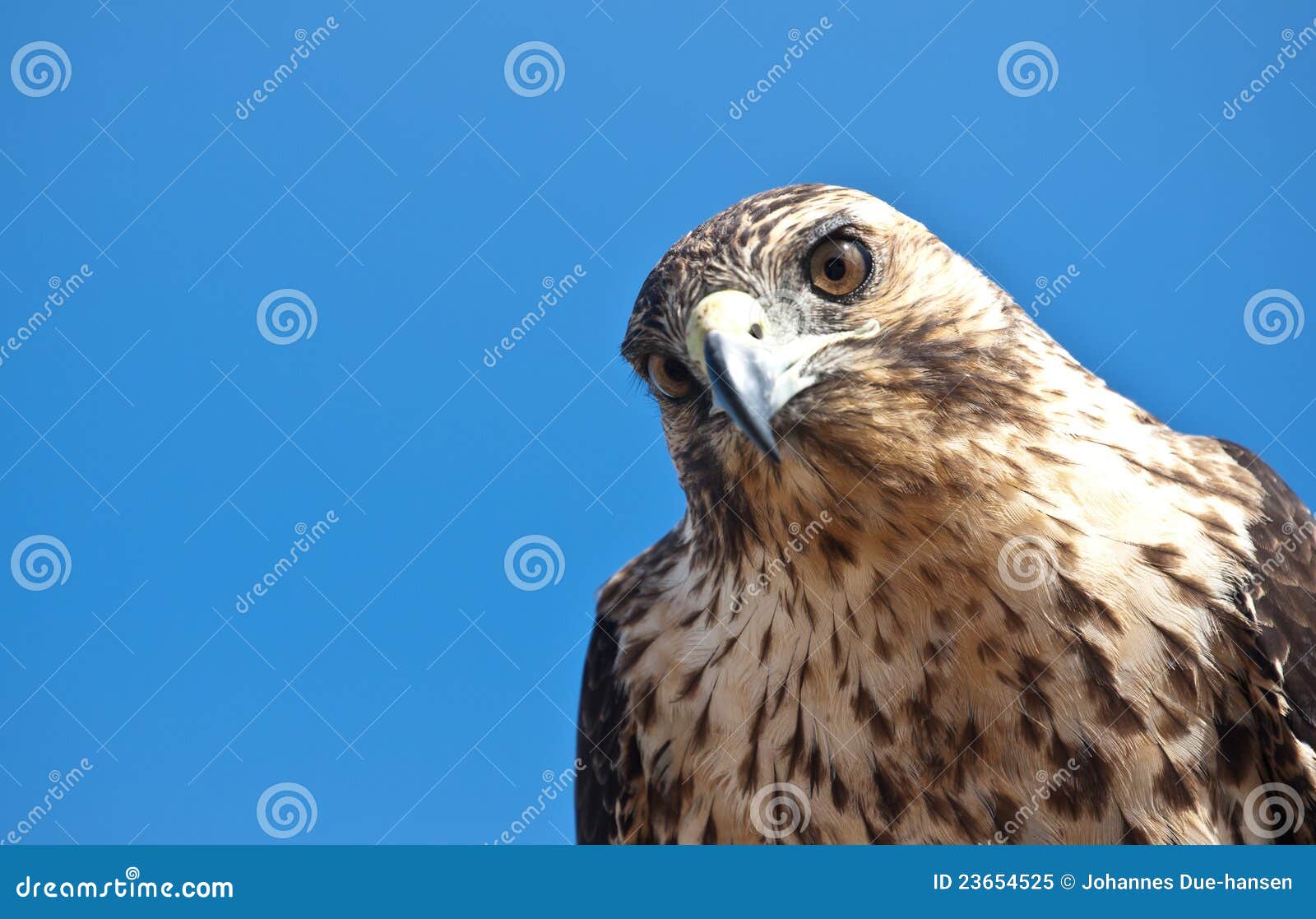 Halcón De Las Islas Galápagos Imagen de archivo - Imagen de pico, presa ...