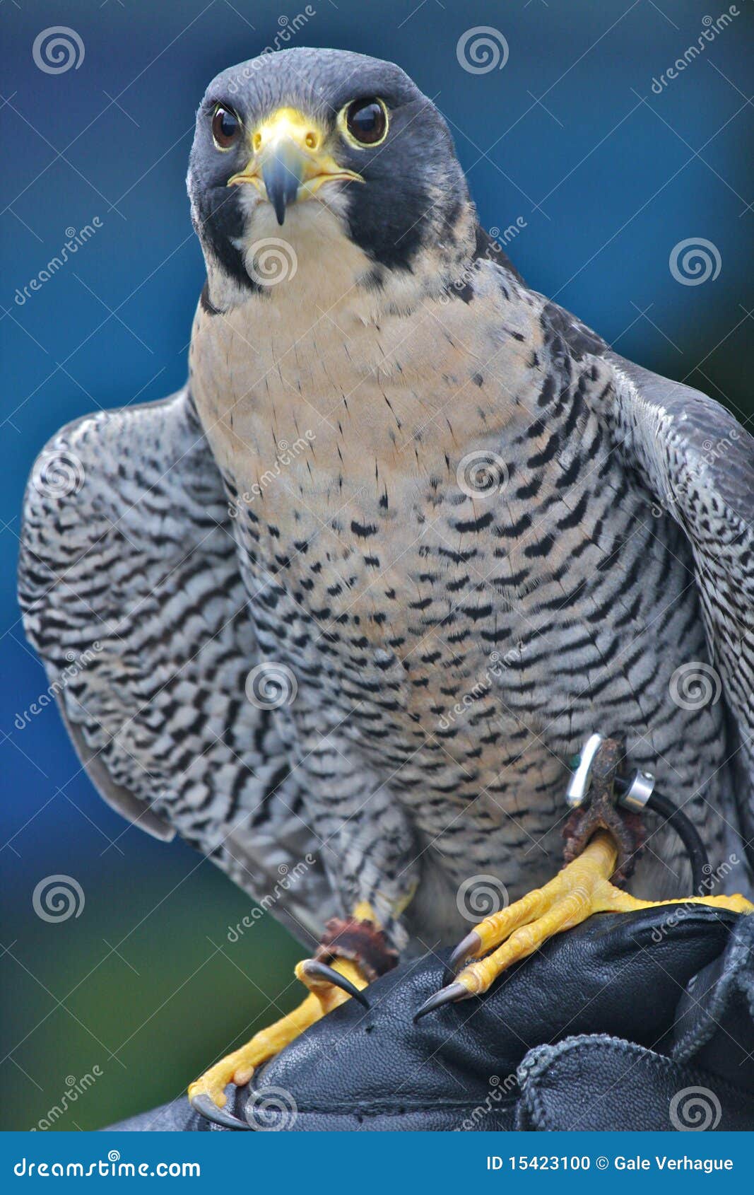 Halcón de peregrino foto de archivo. Imagen de alas, emplumado - 15423100