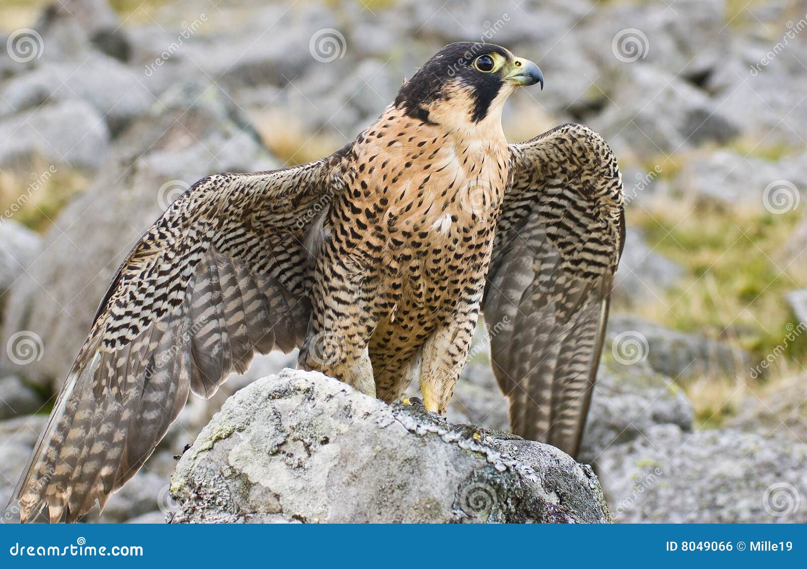 Halcón de peregrino foto de archivo. Imagen de peregrino - 8049066