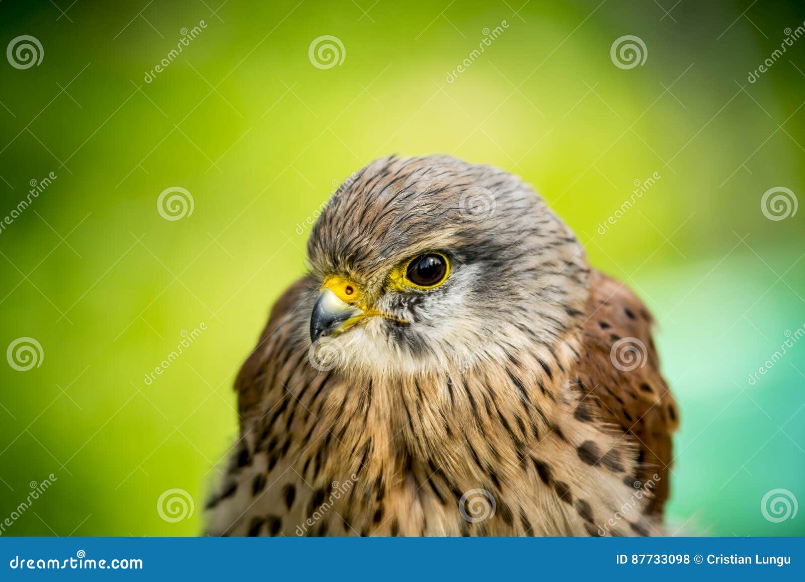 HALCÓN DEL BEBÉ foto de archivo. Imagen de cubo, comida - 87733098