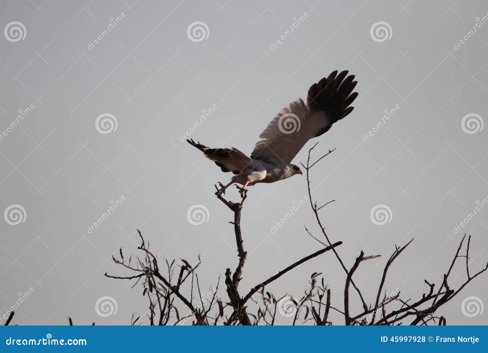 Halcón gris foto de archivo. Imagen de juego, nafta, granja - 45997928