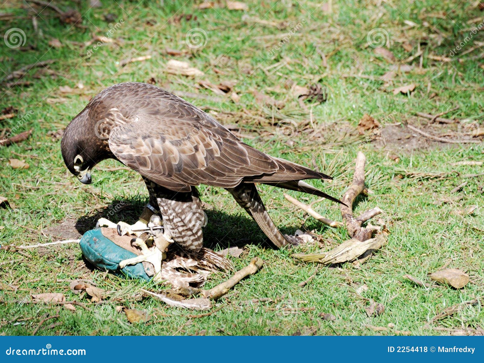 Halcón - halcón foto de archivo. Imagen de pluma, garras - 2254418