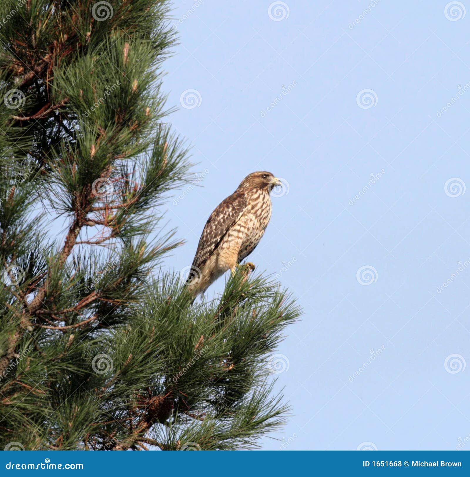 Halcón Llevado a Hombros Rojo Foto de archivo - Imagen de garras, aviar ...
