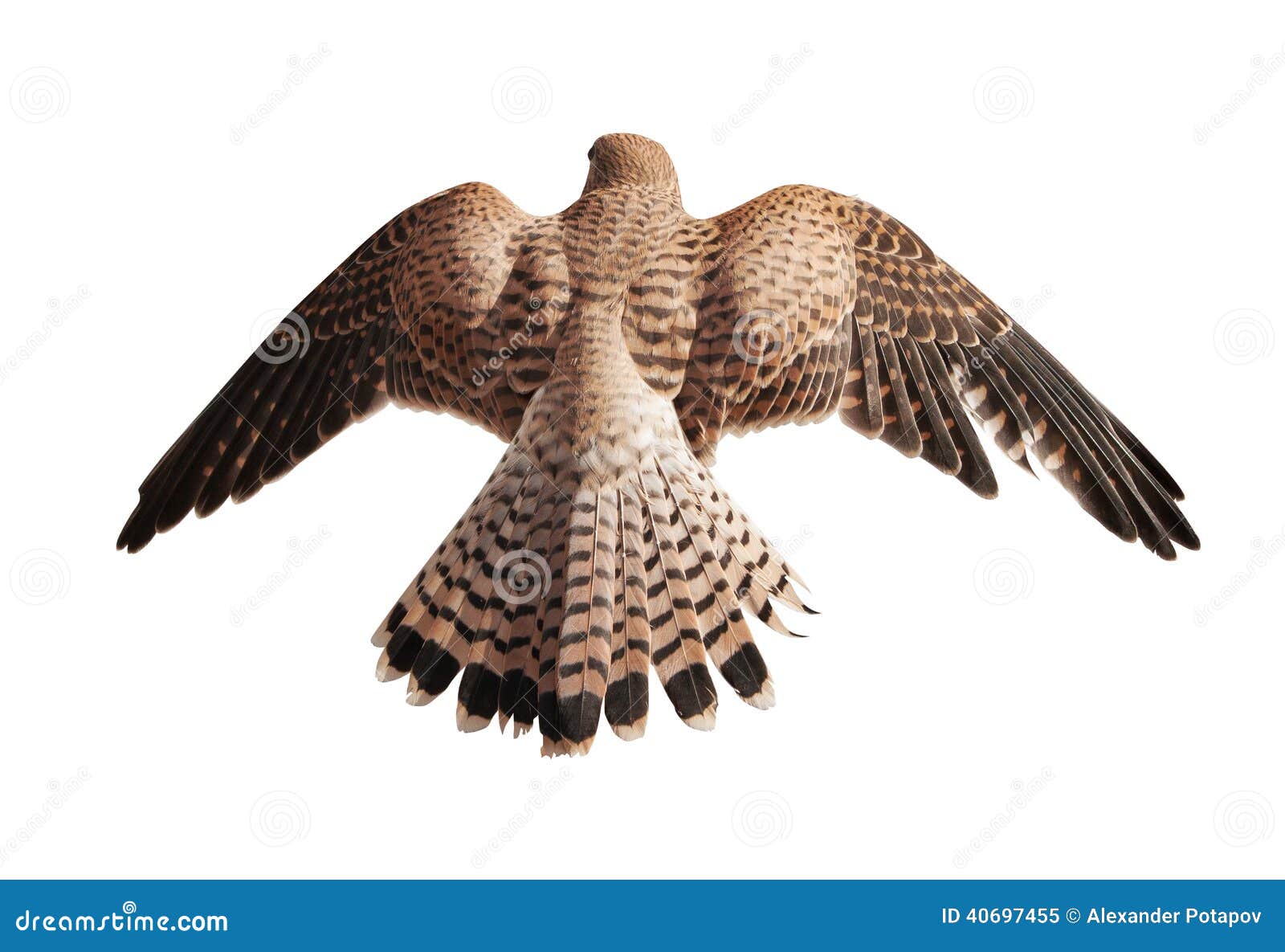 Halcón Marrón Que Vuela Aislado En Blanco Imagen de archivo - Imagen de ...