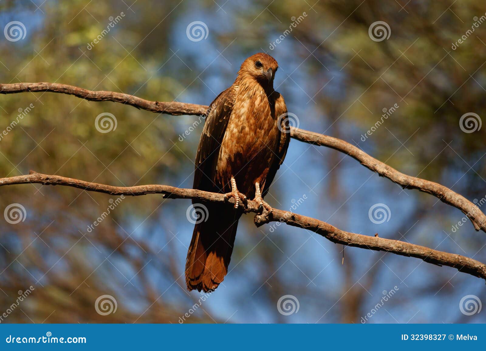 Halcón negro-breasted imagen de archivo. Imagen de zumbido - 32398327
