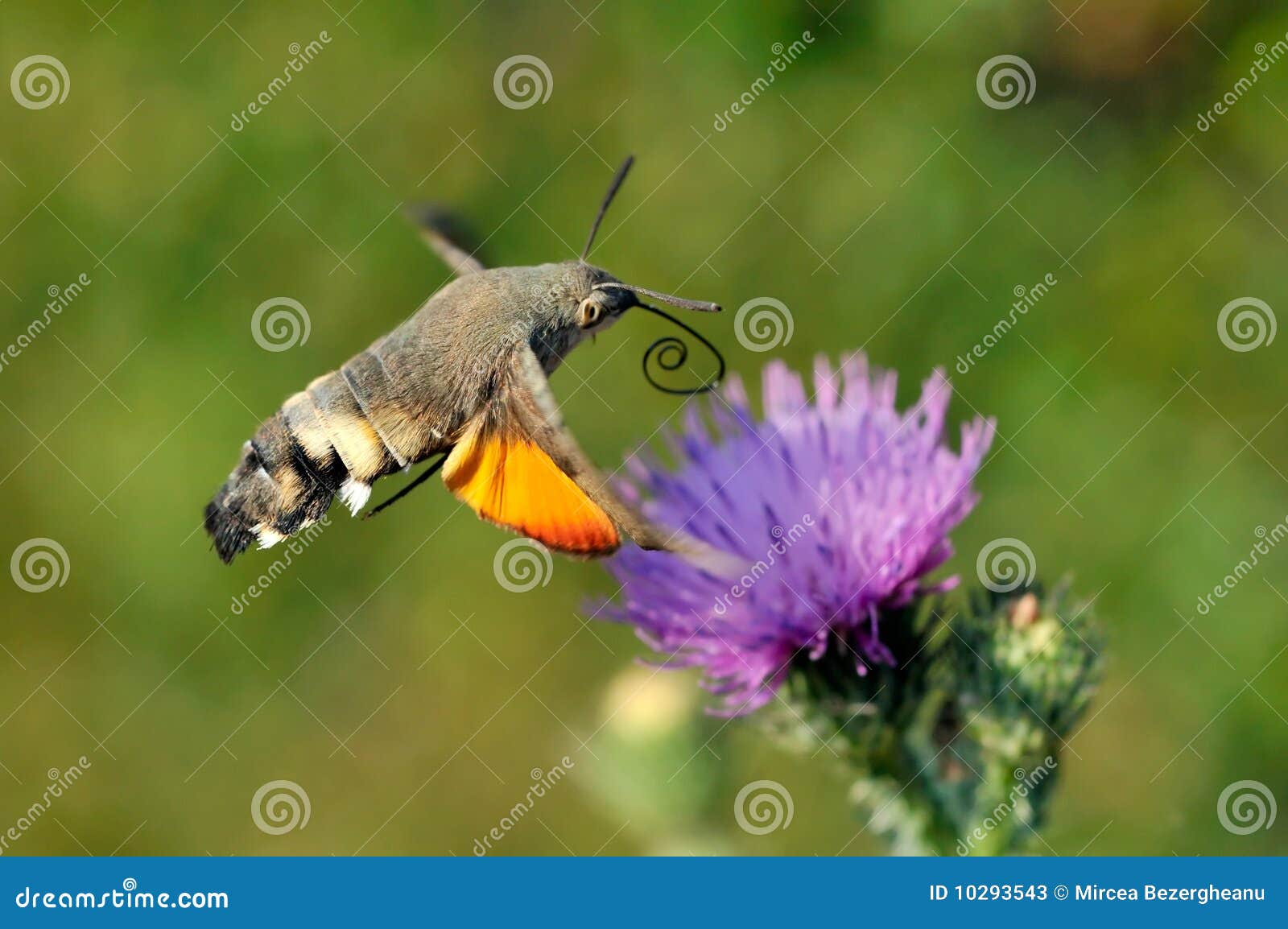 Halcón-polilla Del Colibrí (Macr Imagen de archivo - Imagen de detalle ...