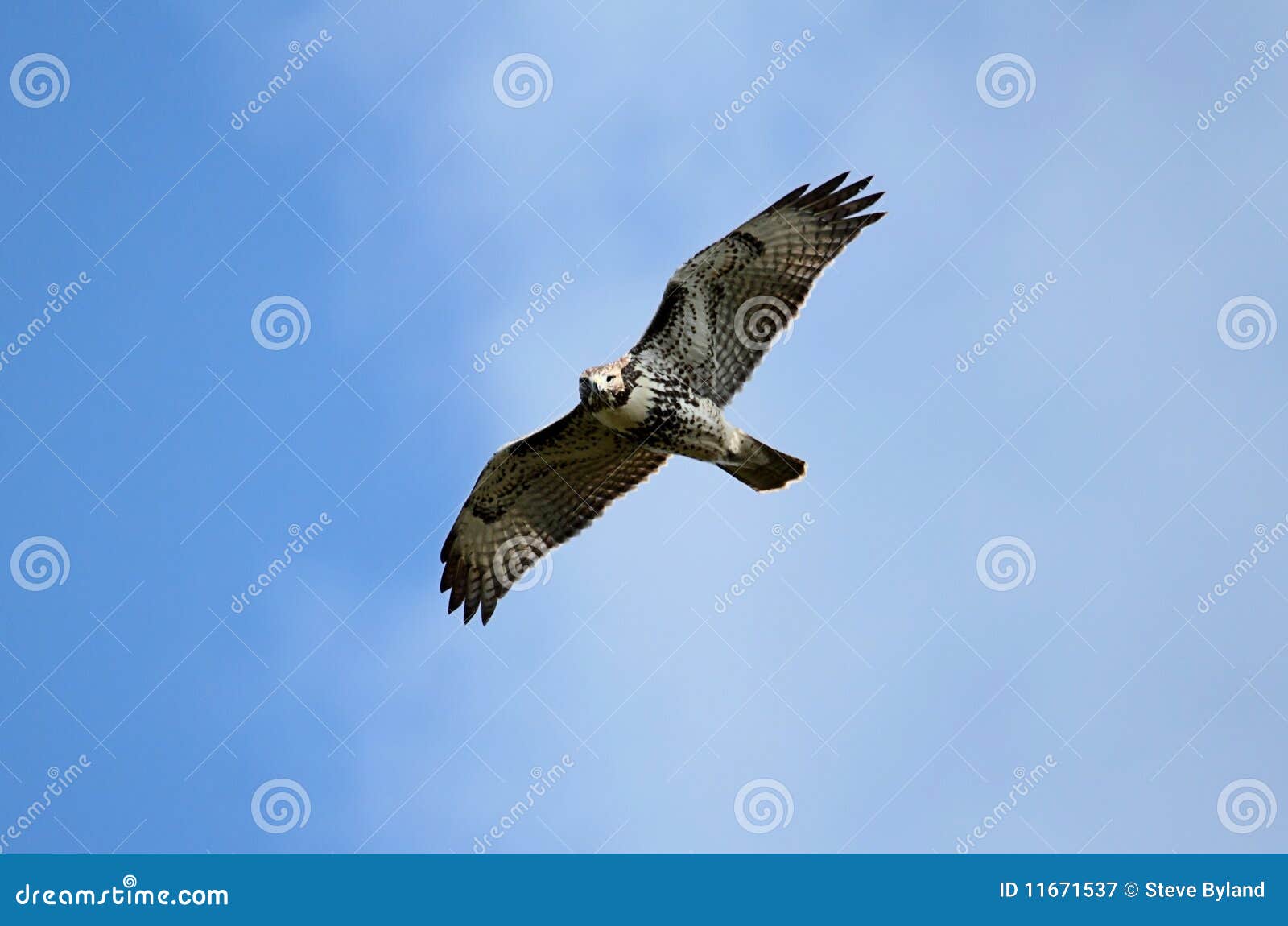 Halcón Rojo-atado imagen de archivo. Imagen de halcones - 11671537