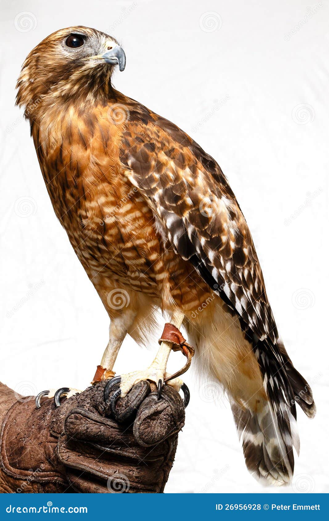 Halcón Rojo-atado foto de archivo. Imagen de cuenta, aislado - 26956928