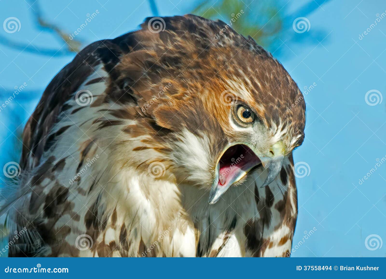 Halcón Rojo-atado foto de archivo. Imagen de cazador - 37558494