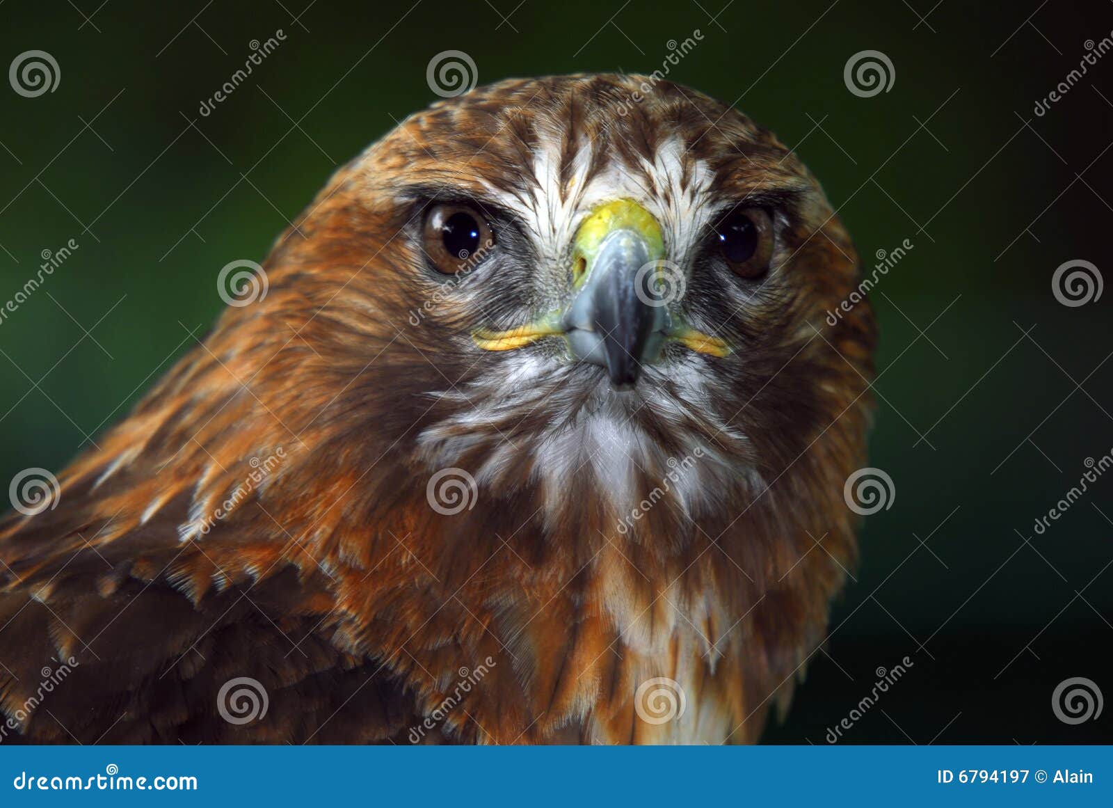 Halcón Rojo-atado imagen de archivo. Imagen de verde, fauna - 6794197