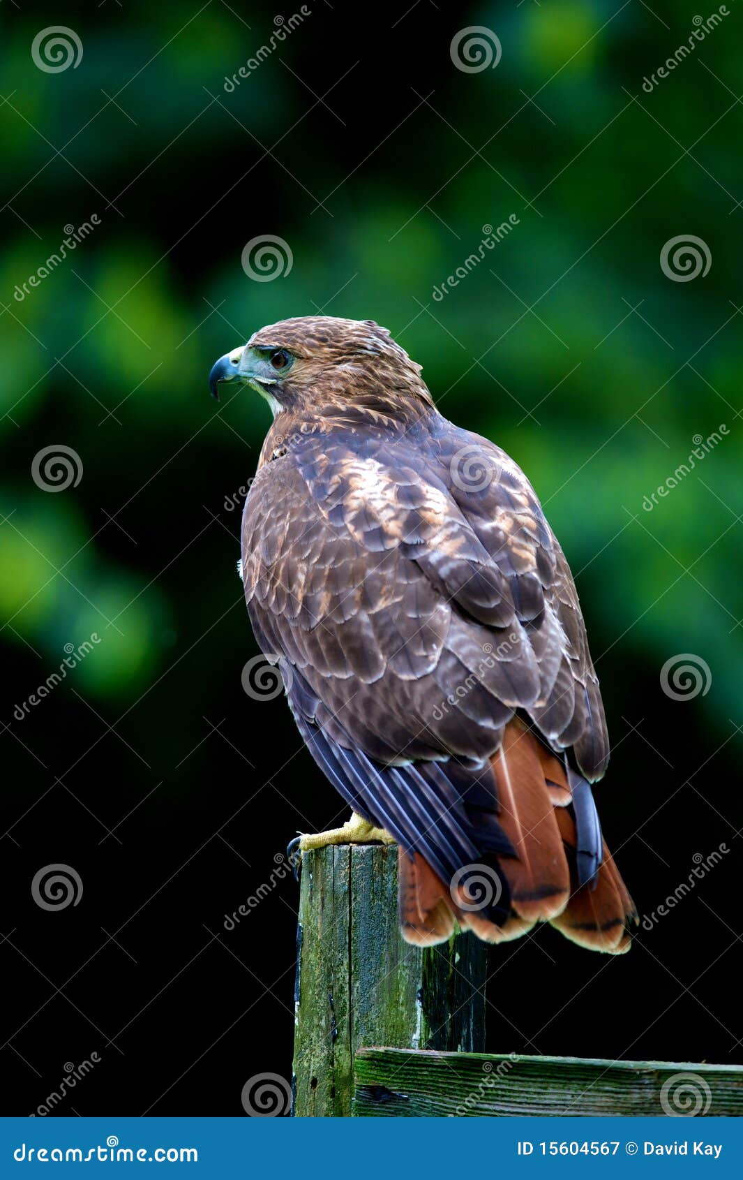 Halcón Rojo-atado En El Reloj Imagen de archivo - Imagen de salvaje ...