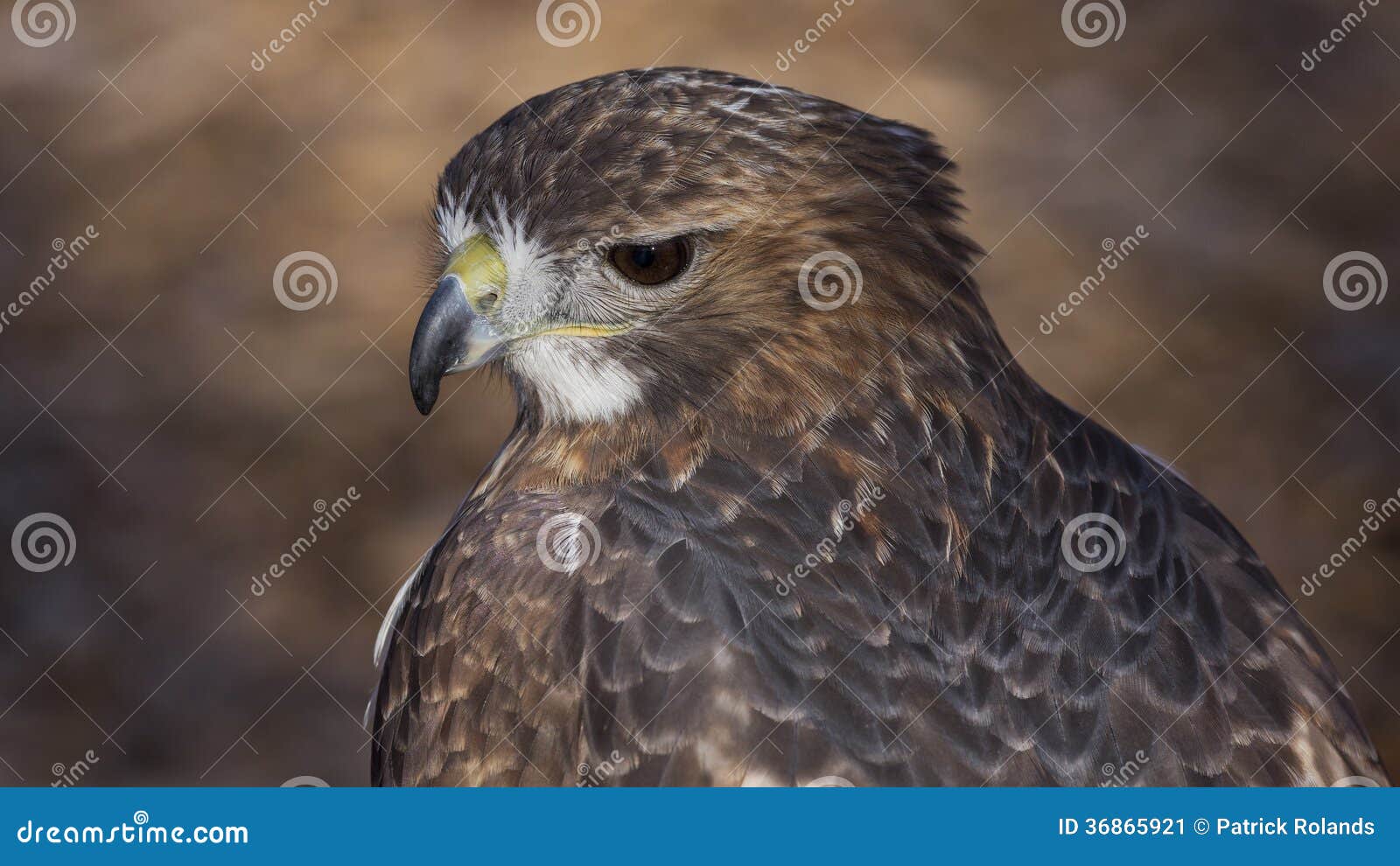 Halcón rojo de la cola imagen de archivo. Imagen de cubo - 36865921
