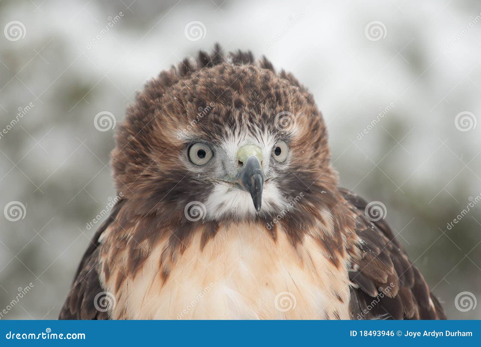 Halcón Rojo De La Cola En Nieve Foto de archivo - Imagen de animal ...