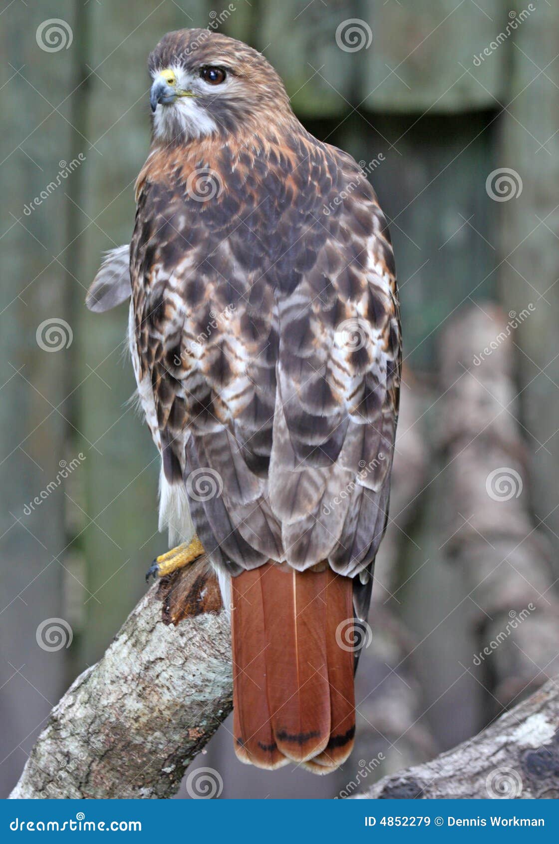 Halcón Rojo Hermoso De La Cola Imagen de archivo - Imagen de fauna ...