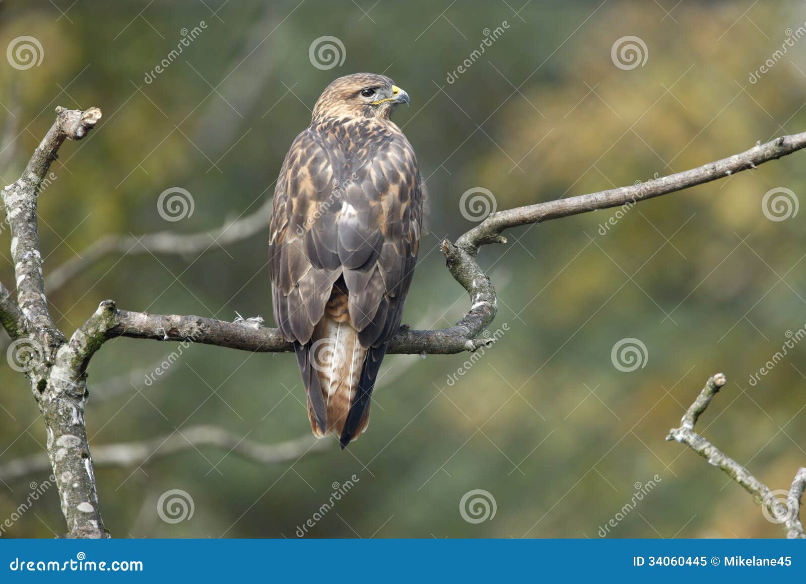 Halcón Zanquilargo, Rufinus Del Buteo Imagen de archivo - Imagen de ...
