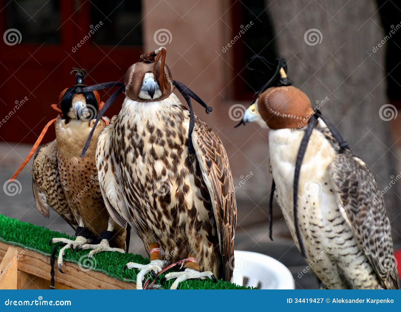Halcones De La Caza, Abu Dhabi Imagen de archivo - Imagen de tiro ...