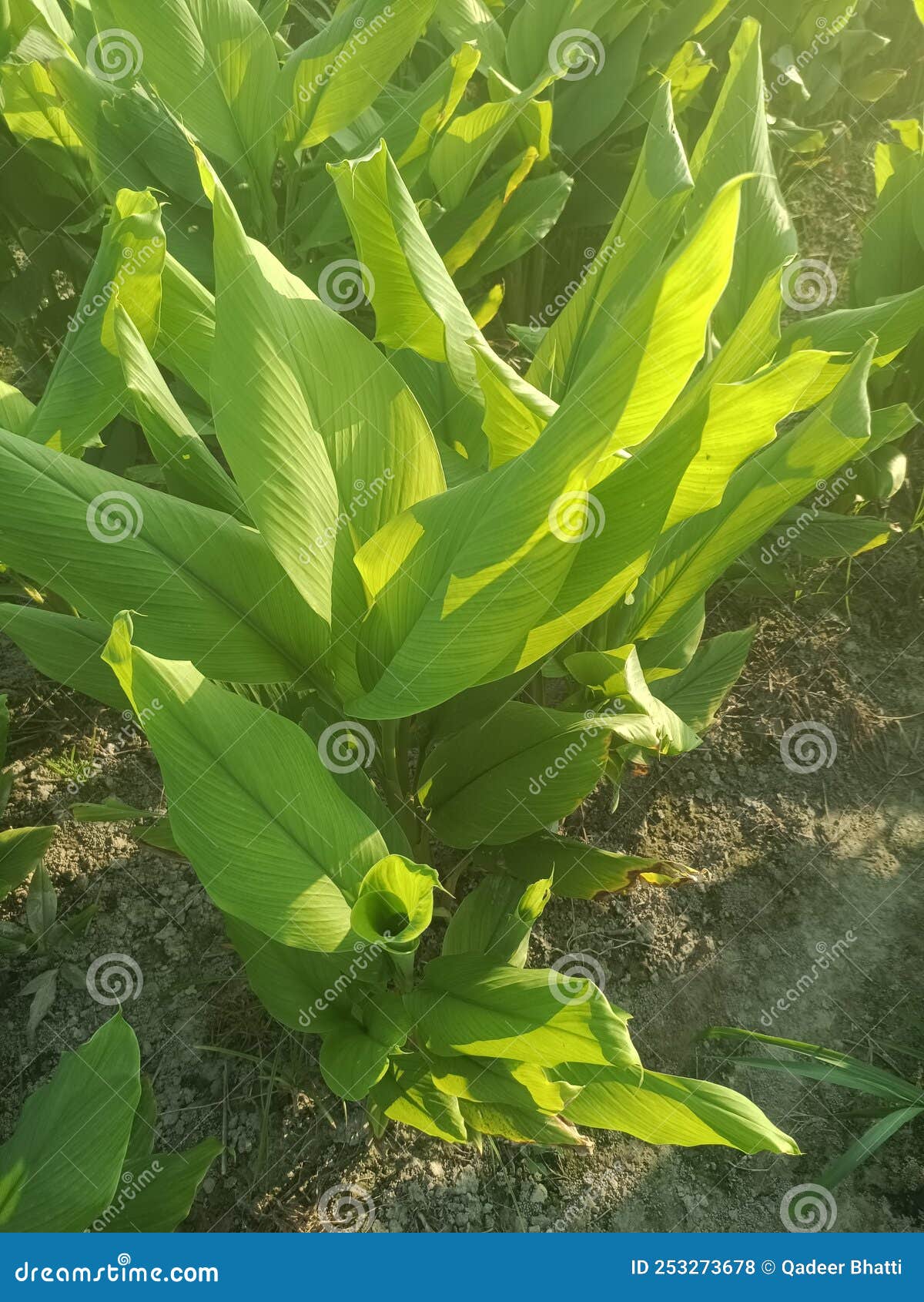 Haldi flower original stock photo. Image of herb, tropics - 253273678