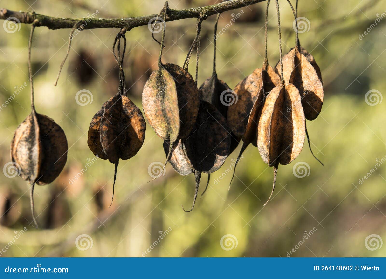 Halesia Carolina Also Known As Halesia Tetraptera Stock Photo - Image ...