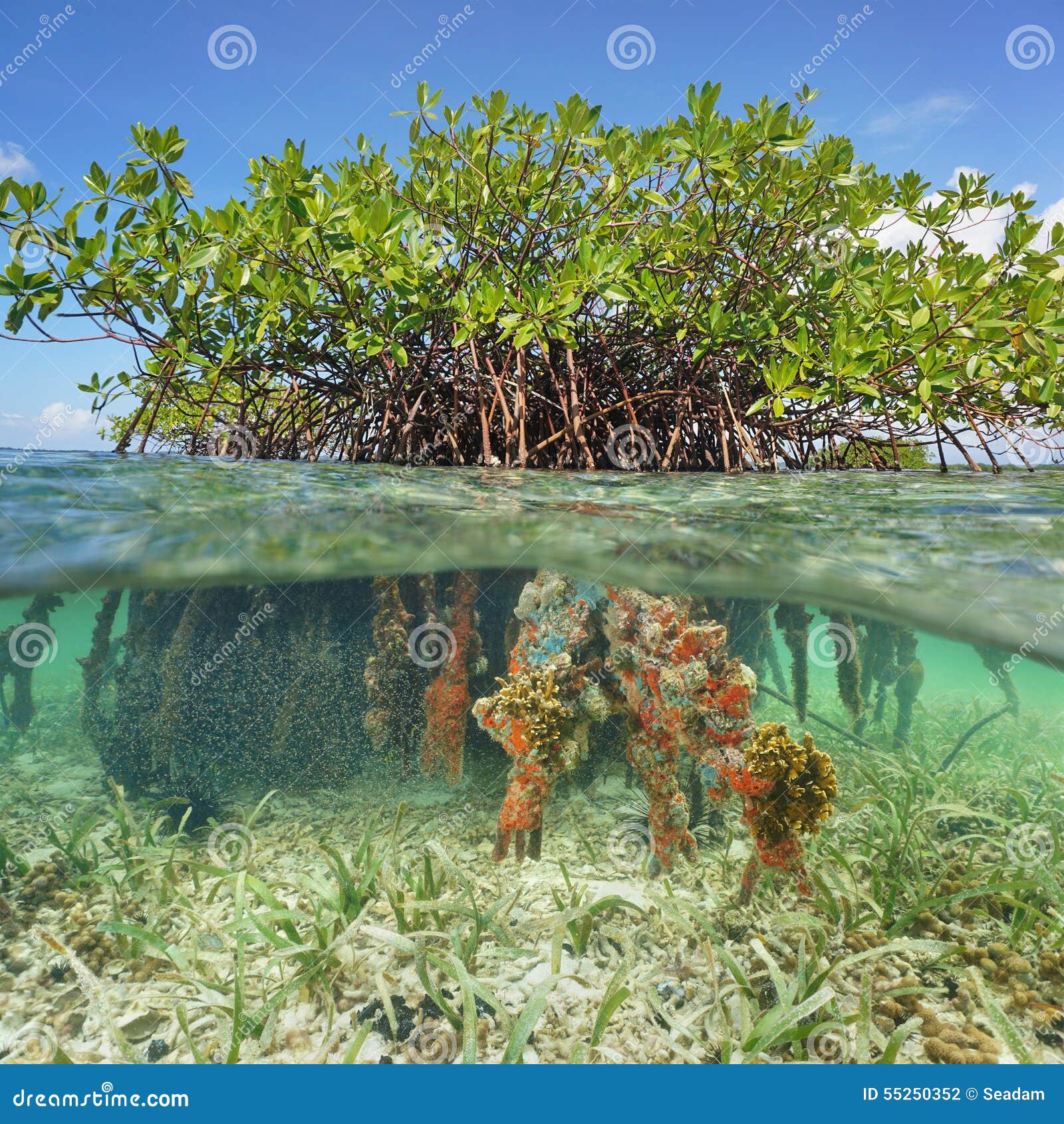 Half Above and Underwater Mangrove Tree Roots Stock Photo - Image of ... Half Above and Underwater Mangrove Tree Roots Stock Photo - Image of ...