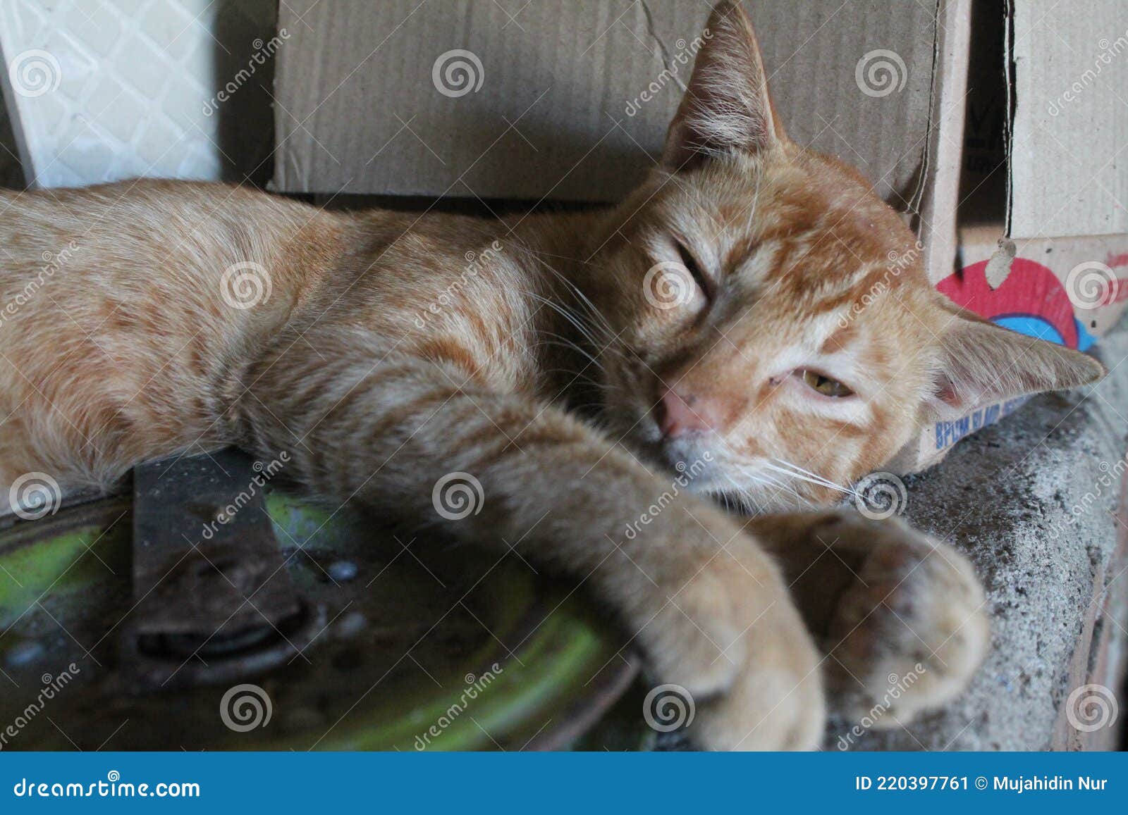 Half asleep cat stock image. Image of nose, whiskers - 220397761