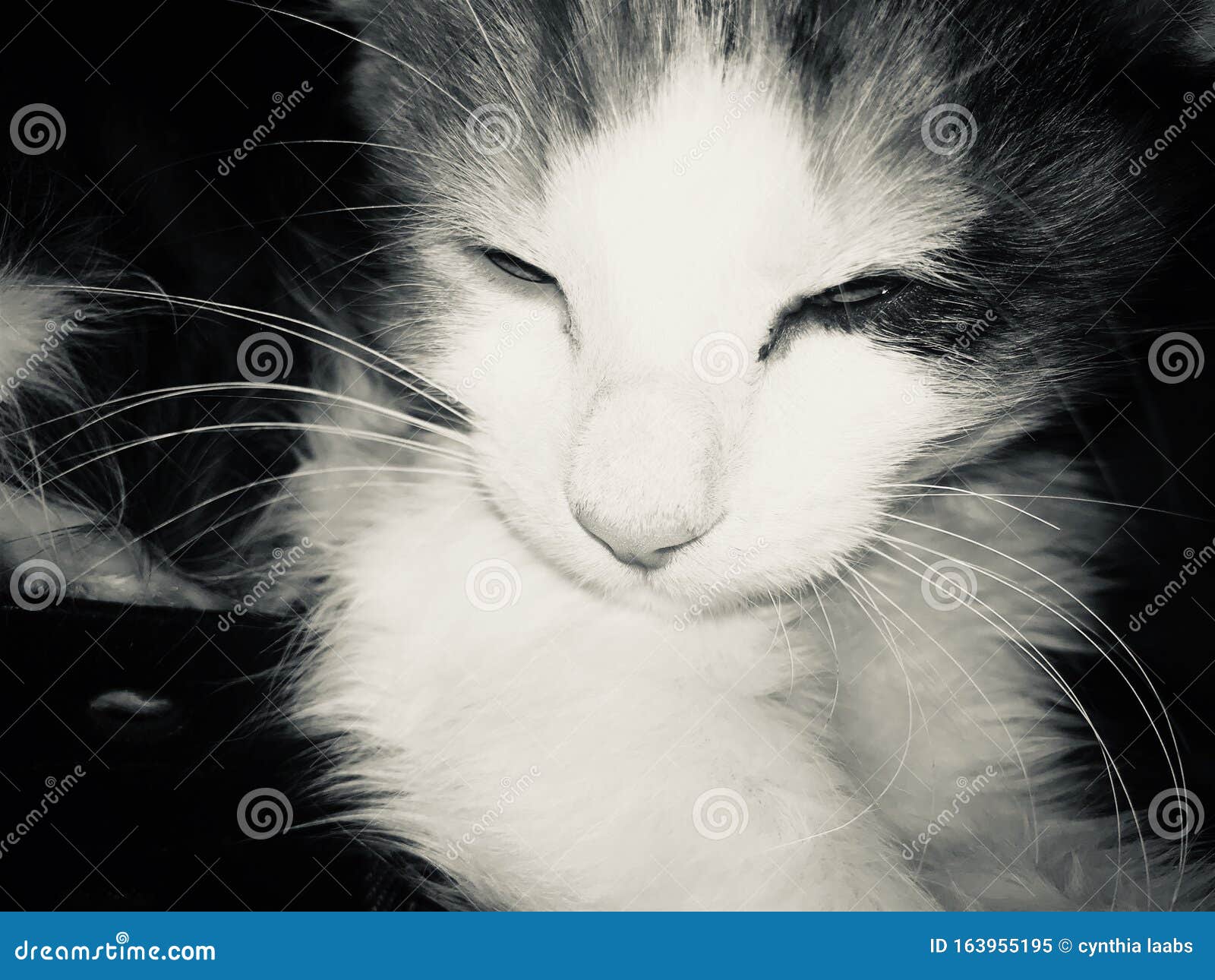 Half asleep kitten stock image. Image of asleep, angry - 163955195