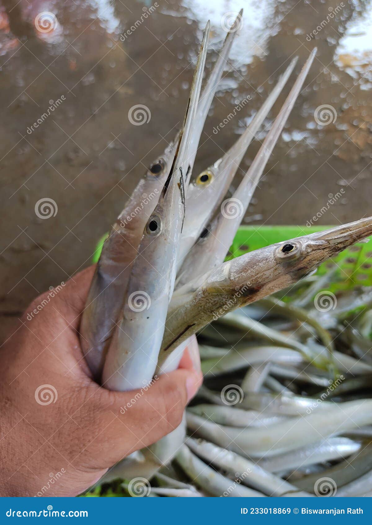 Spipe Fish Stock Photos - Free & Royalty-Free Stock Photos from Dreamstime