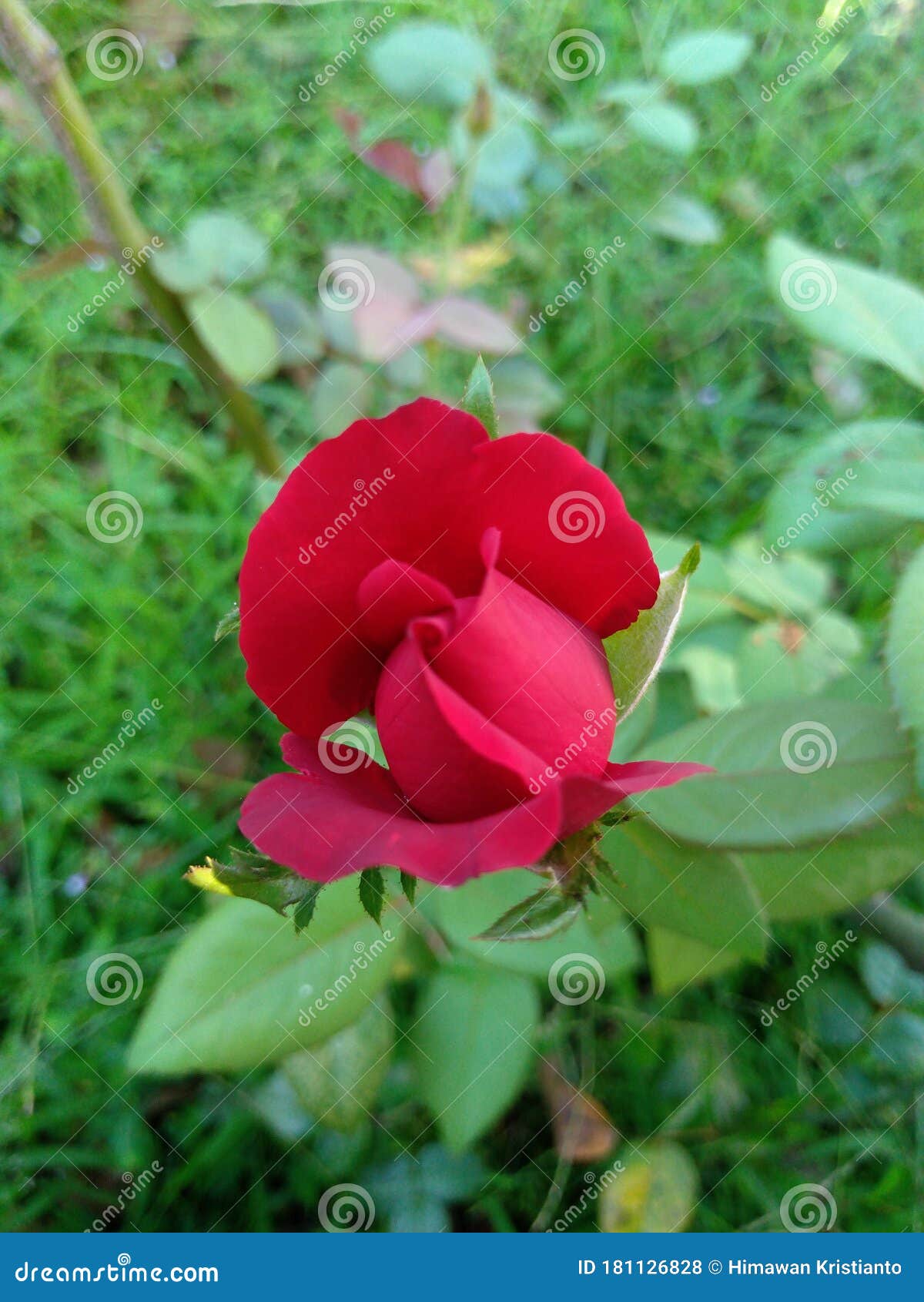 A half bloom of rose stock photo. Image of garden, nature - 181126828