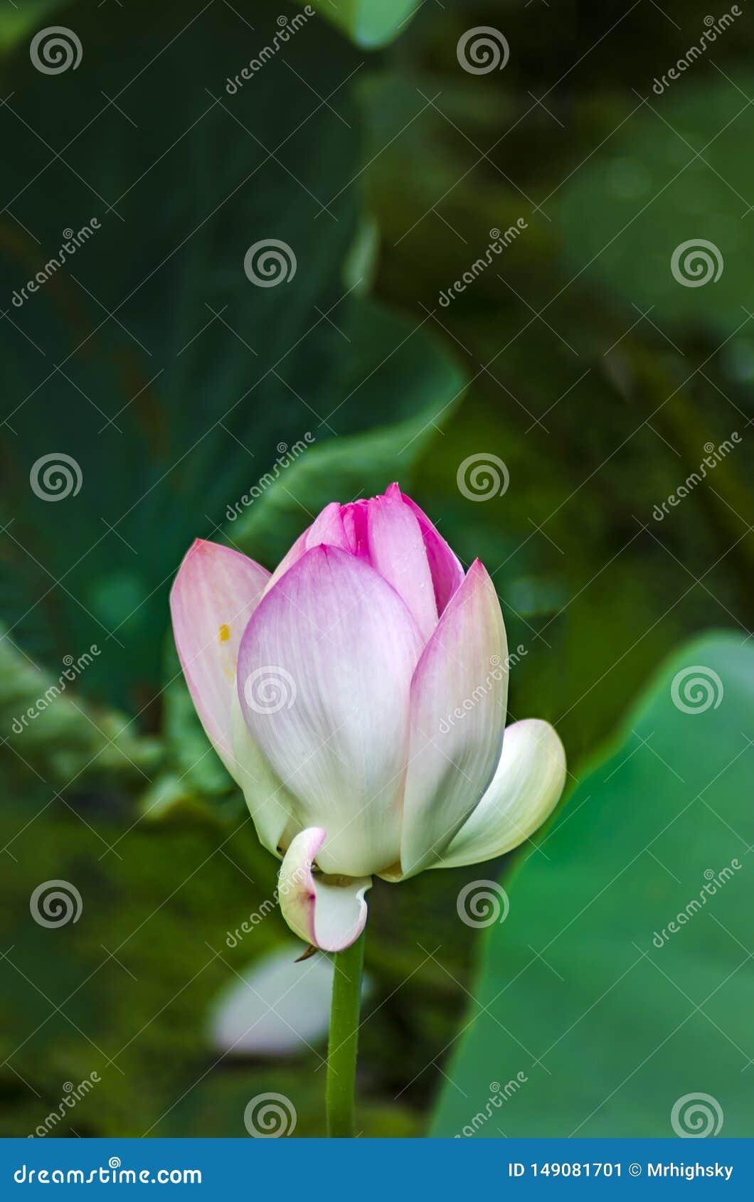 Half bloomed lotus flower stock image. Image of closeup - 149081701