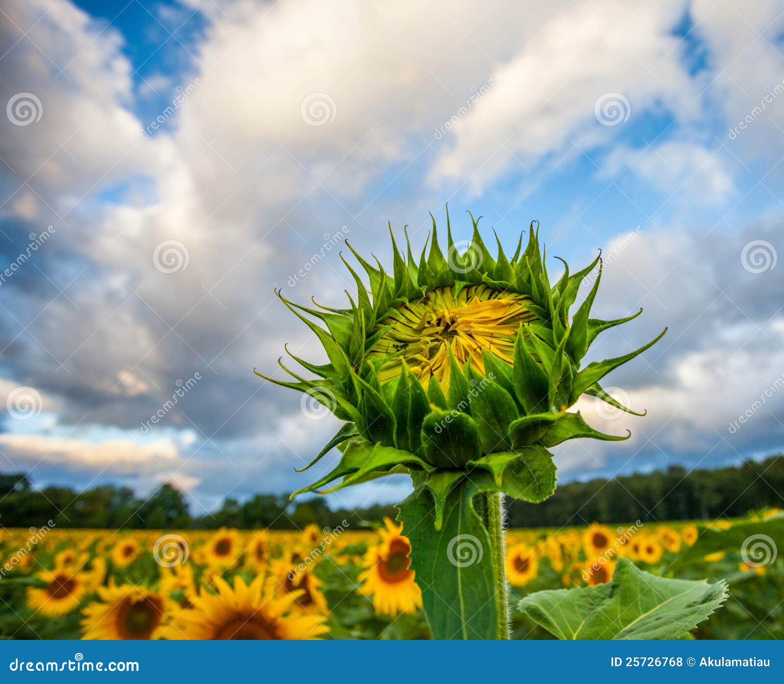 Half bloomed sunflower stock photo. Image of floral, pollen - 25726768