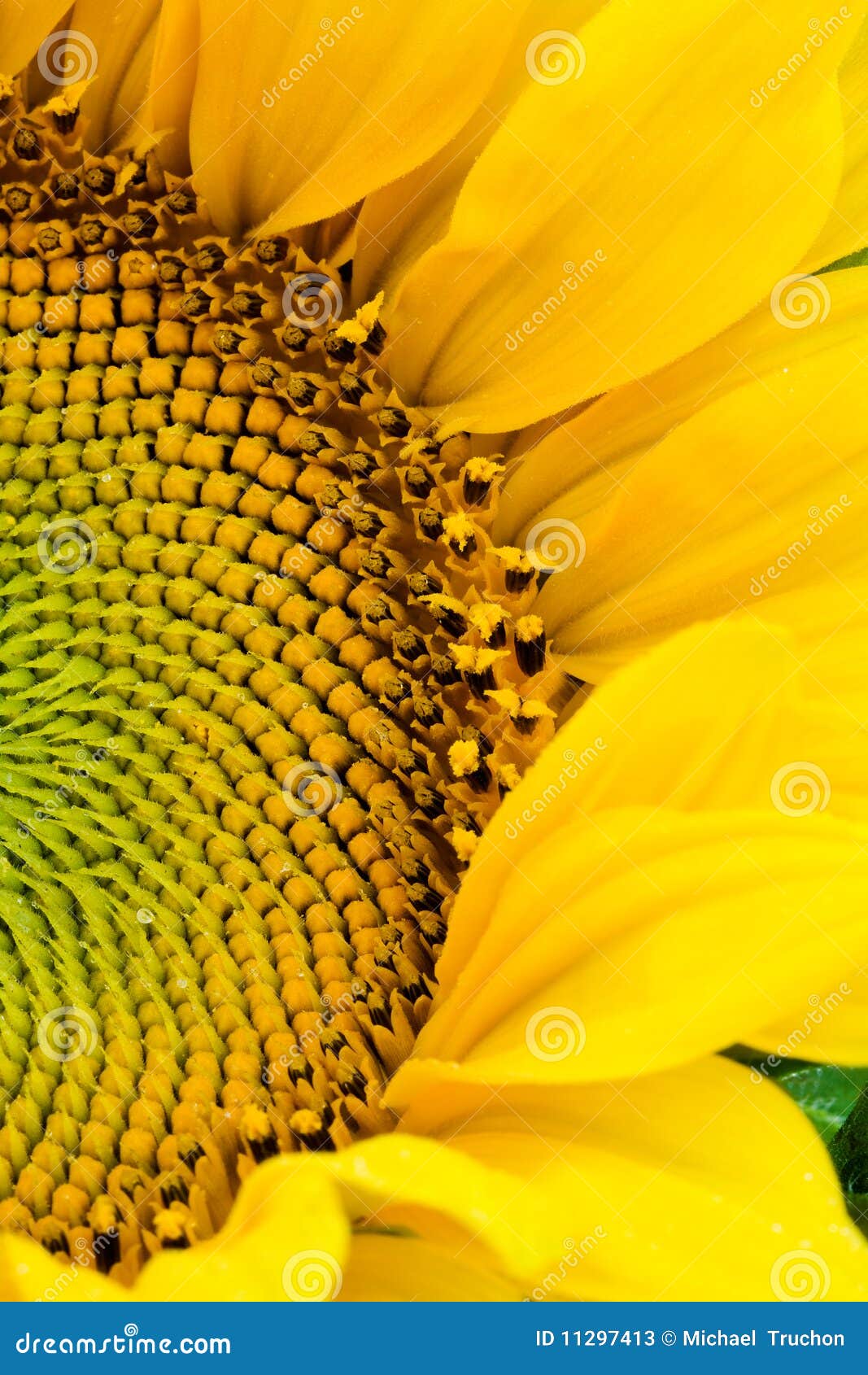 Half of blooming sunflower stock image. Image of kernel - 11297413