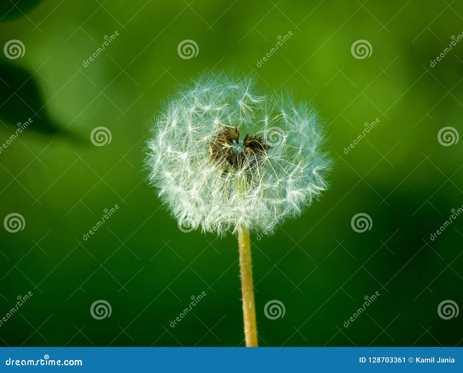 Half Blowed Dandelion on Green Stock Image - Image of flowers, blowed ...
