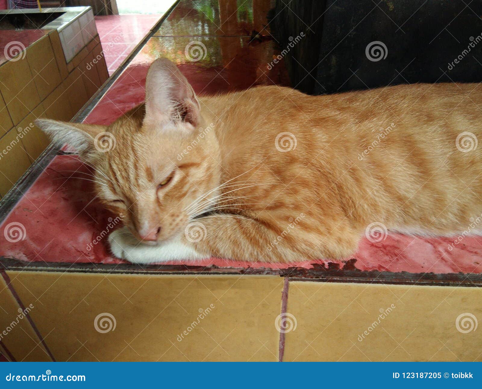 Half Body of Brown Cat Sleepy on Table Stock Image - Image of animal ...