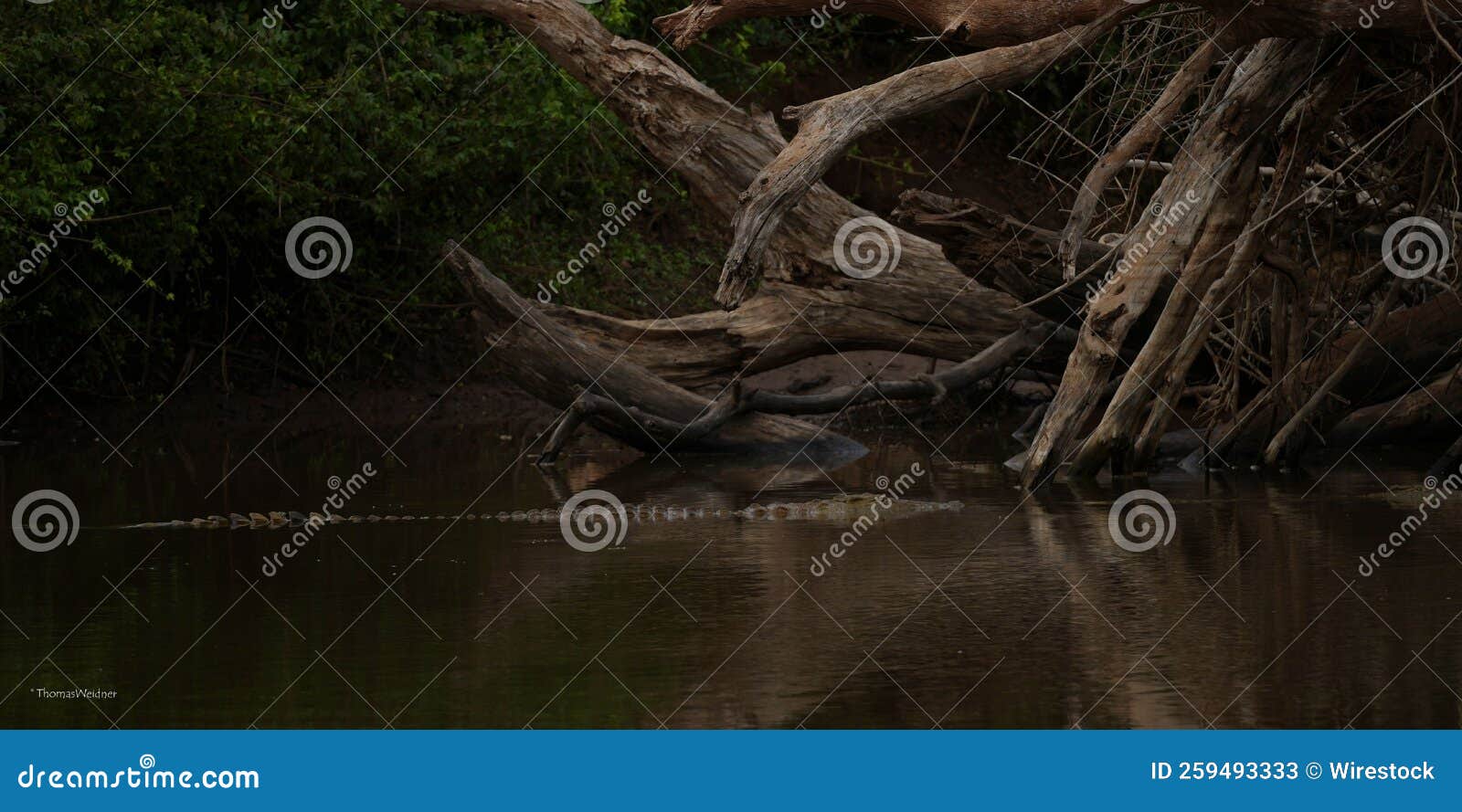 Half Body of the Crocodile in Water with Trees and Plants in the ...