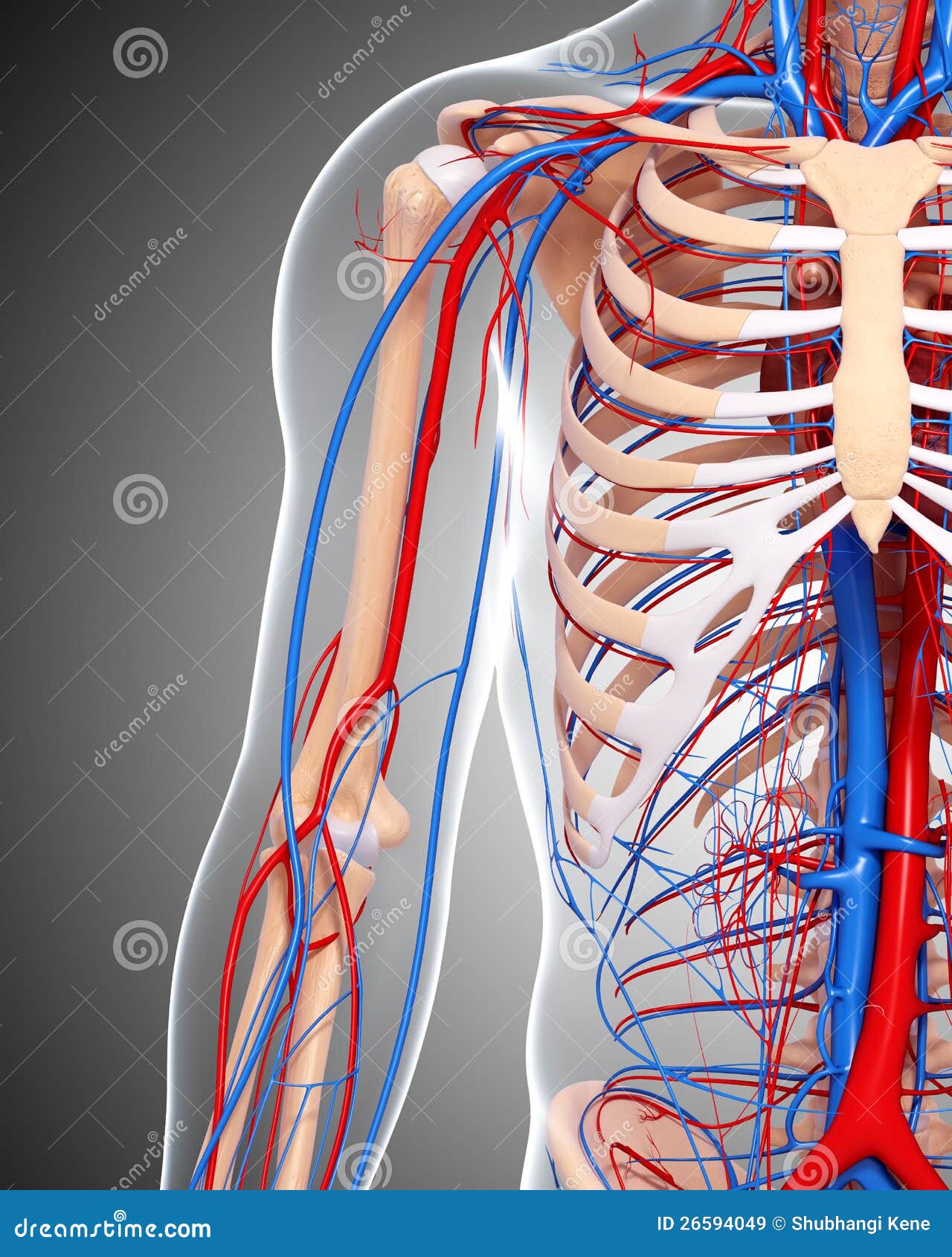 Male Circulatory System. Vector Illustration Of Blood Circulation In ...