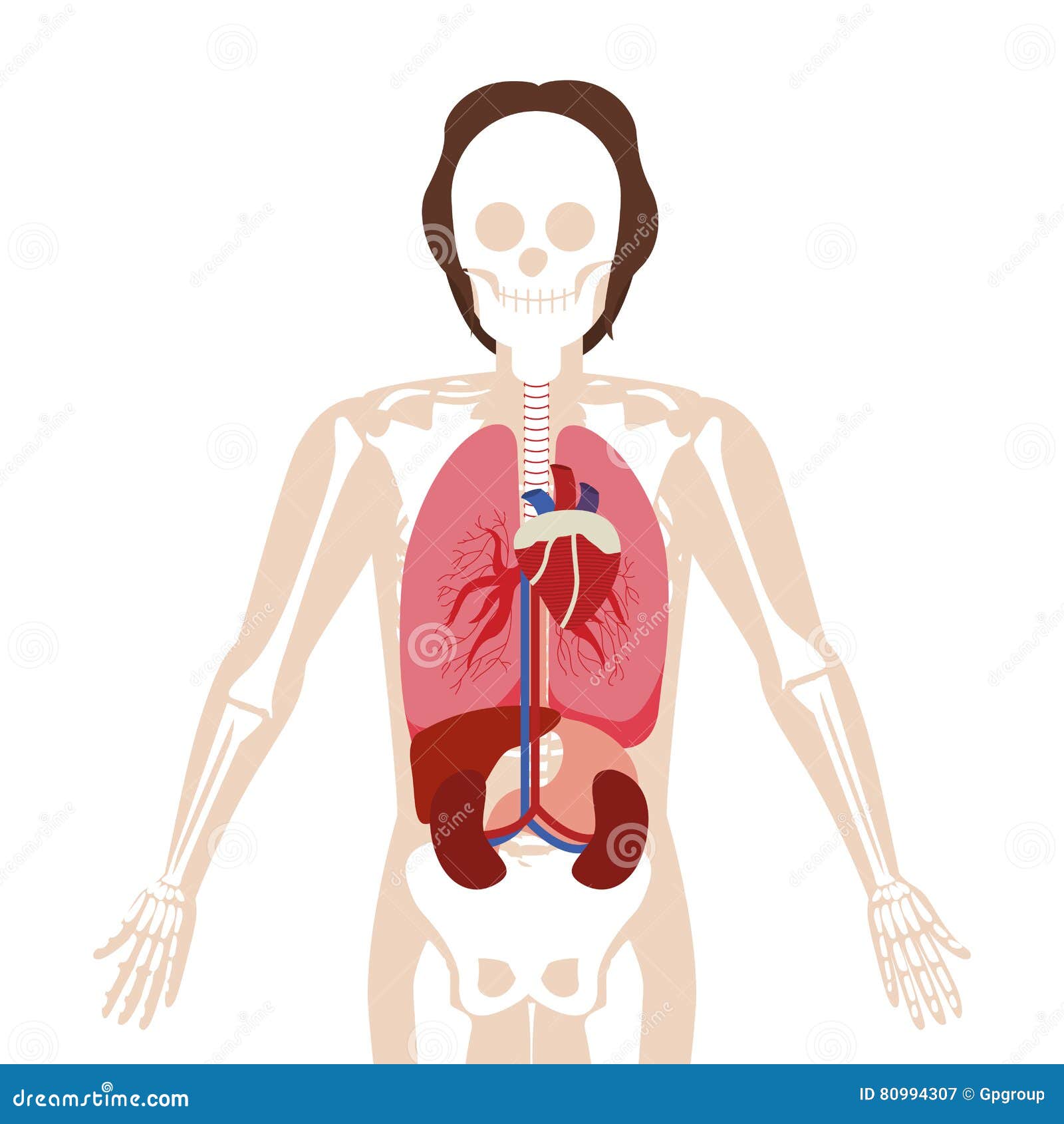 Half Skeleton Body Drawing