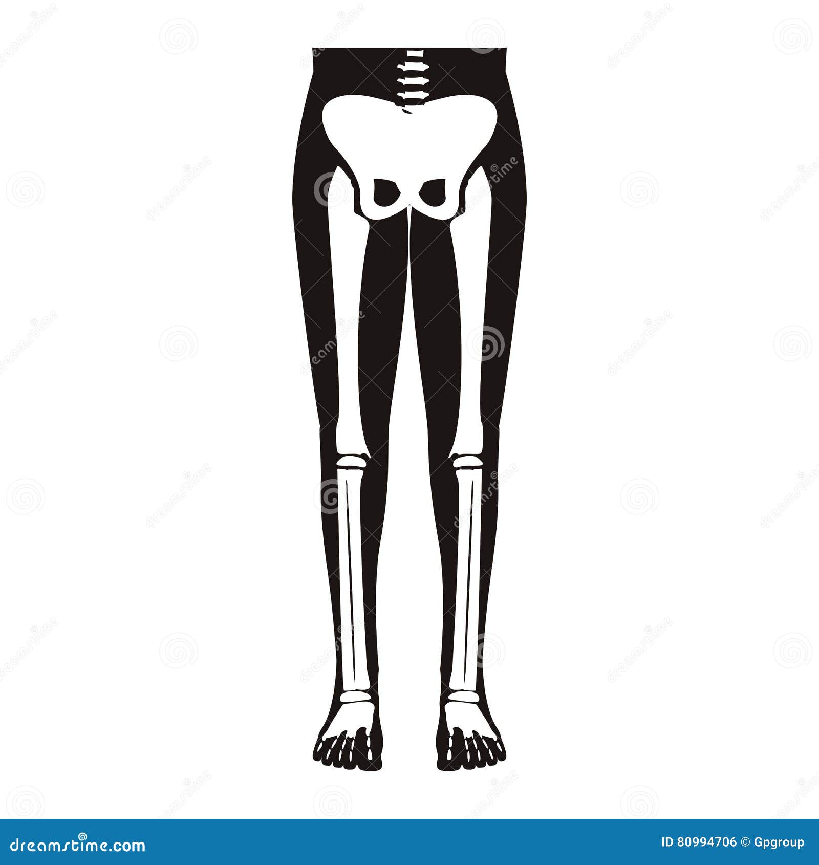 Half Body Silhouette System Bone with Leg Bones Stock Vector ...