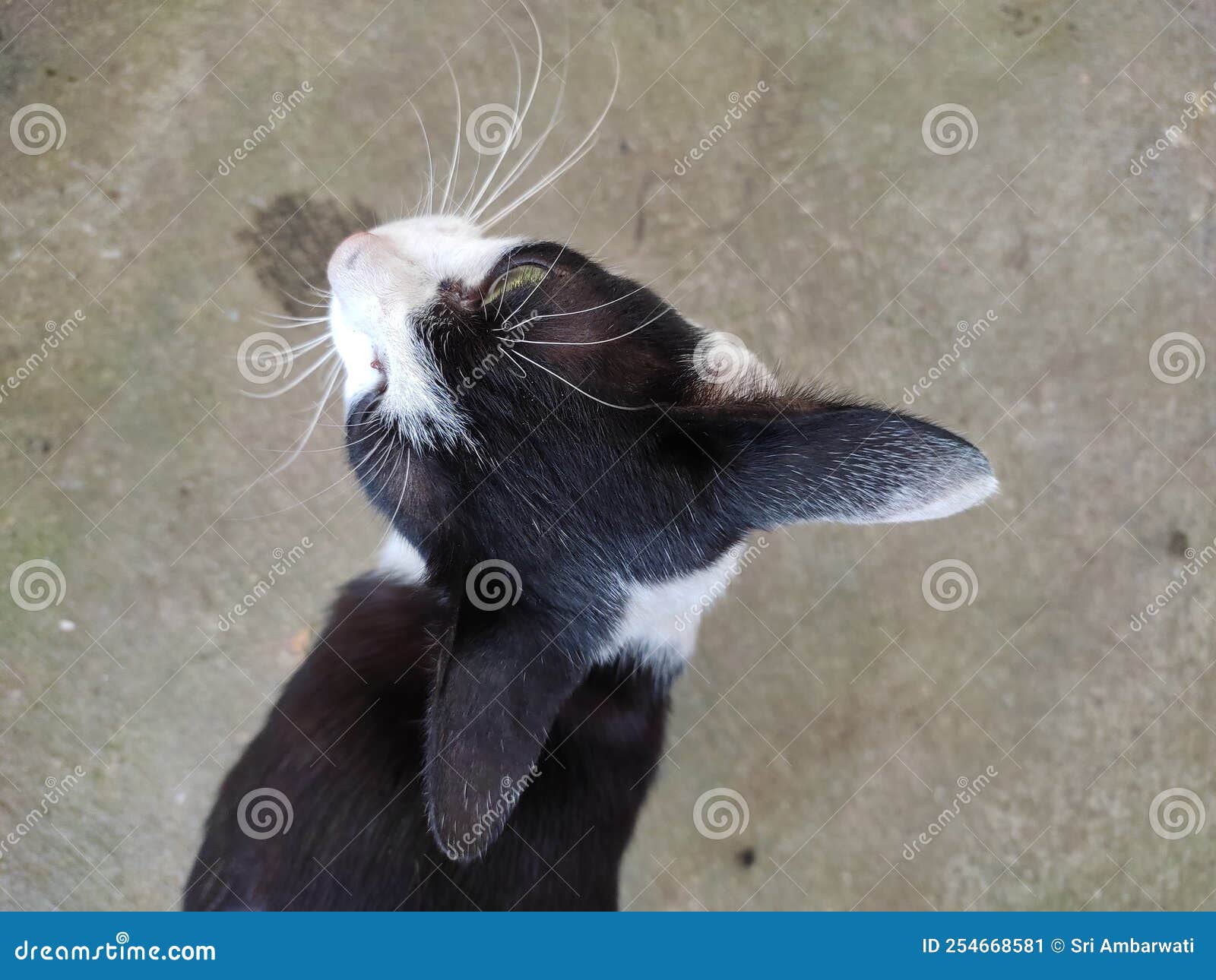 Two tone cat stock image. Image of organ, tone, fauna - 254668581