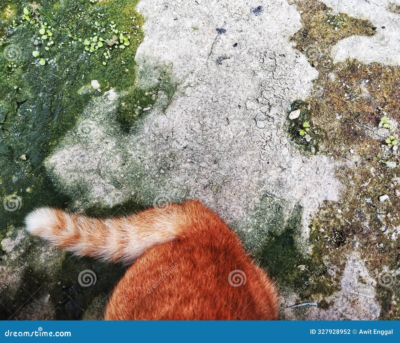 Half Body Shoot of Orange Cat Tail Facing Sideways Stock Photo - Image ...
