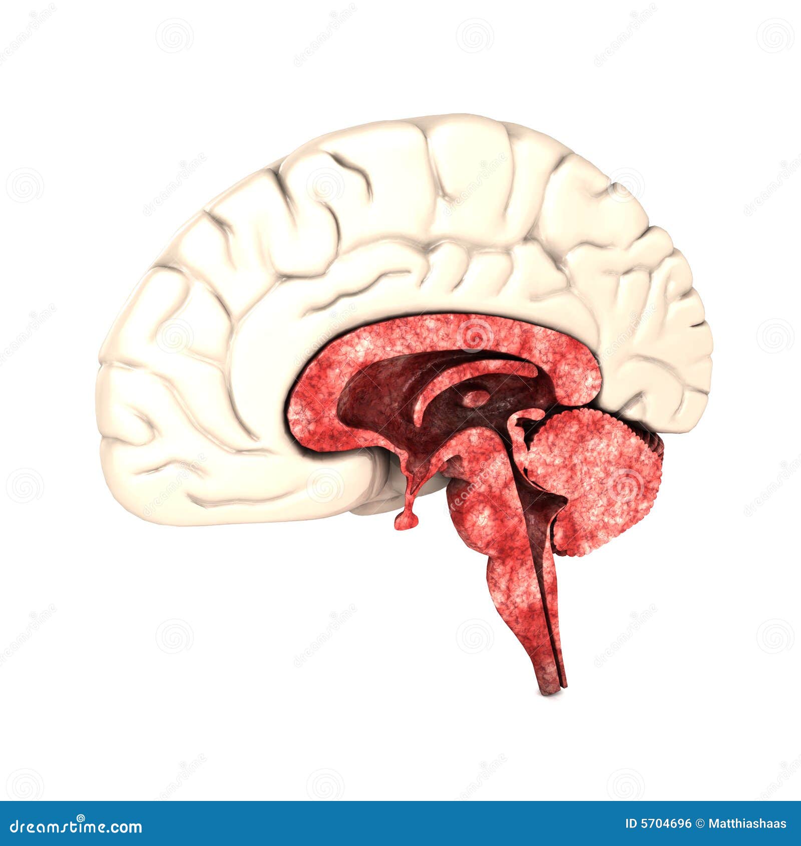 Half brain stock illustration. Illustration of illness - 5704696
