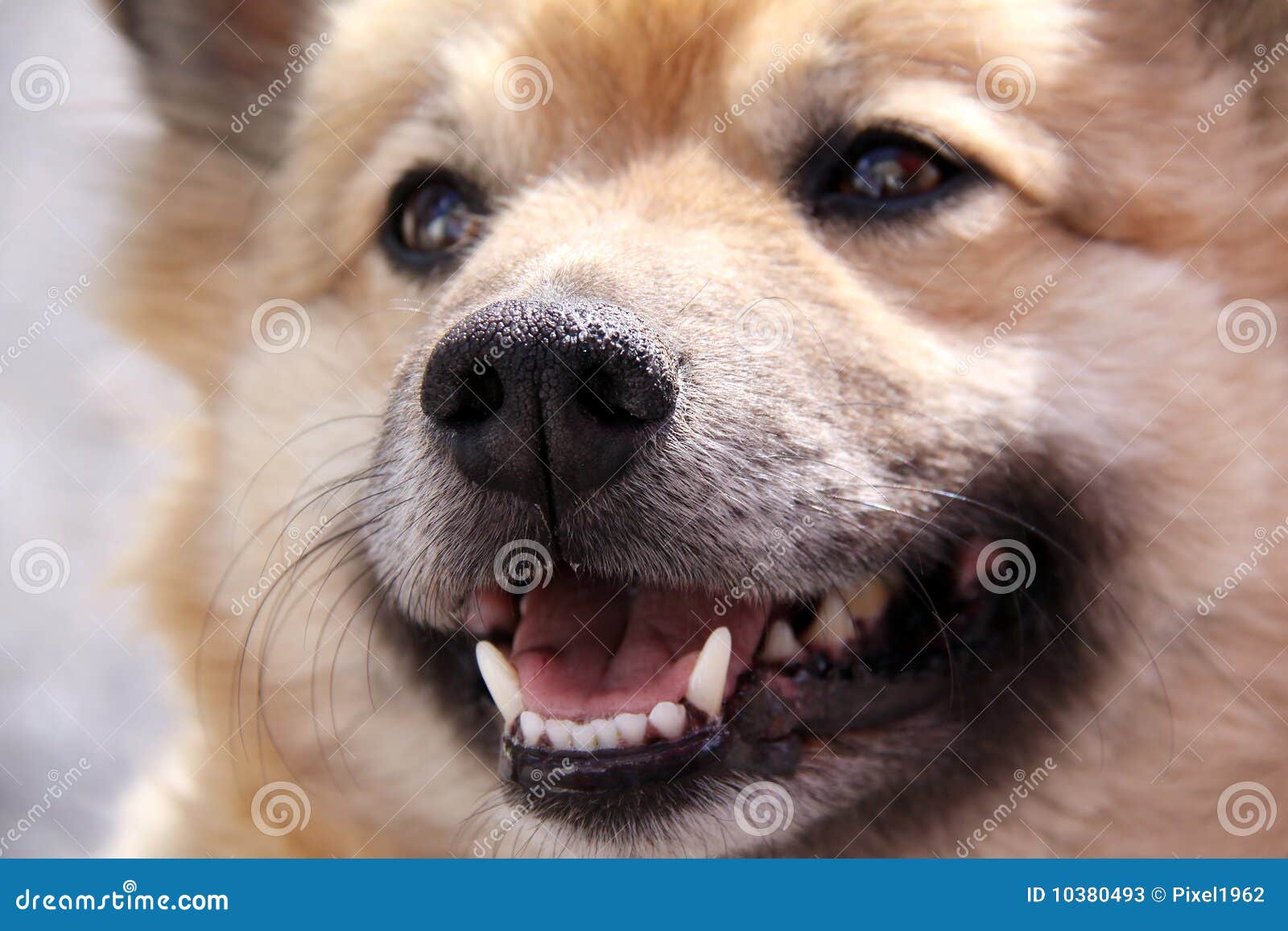 Half-breed dog stock image. Image of mammal, play, mongrel - 10380493