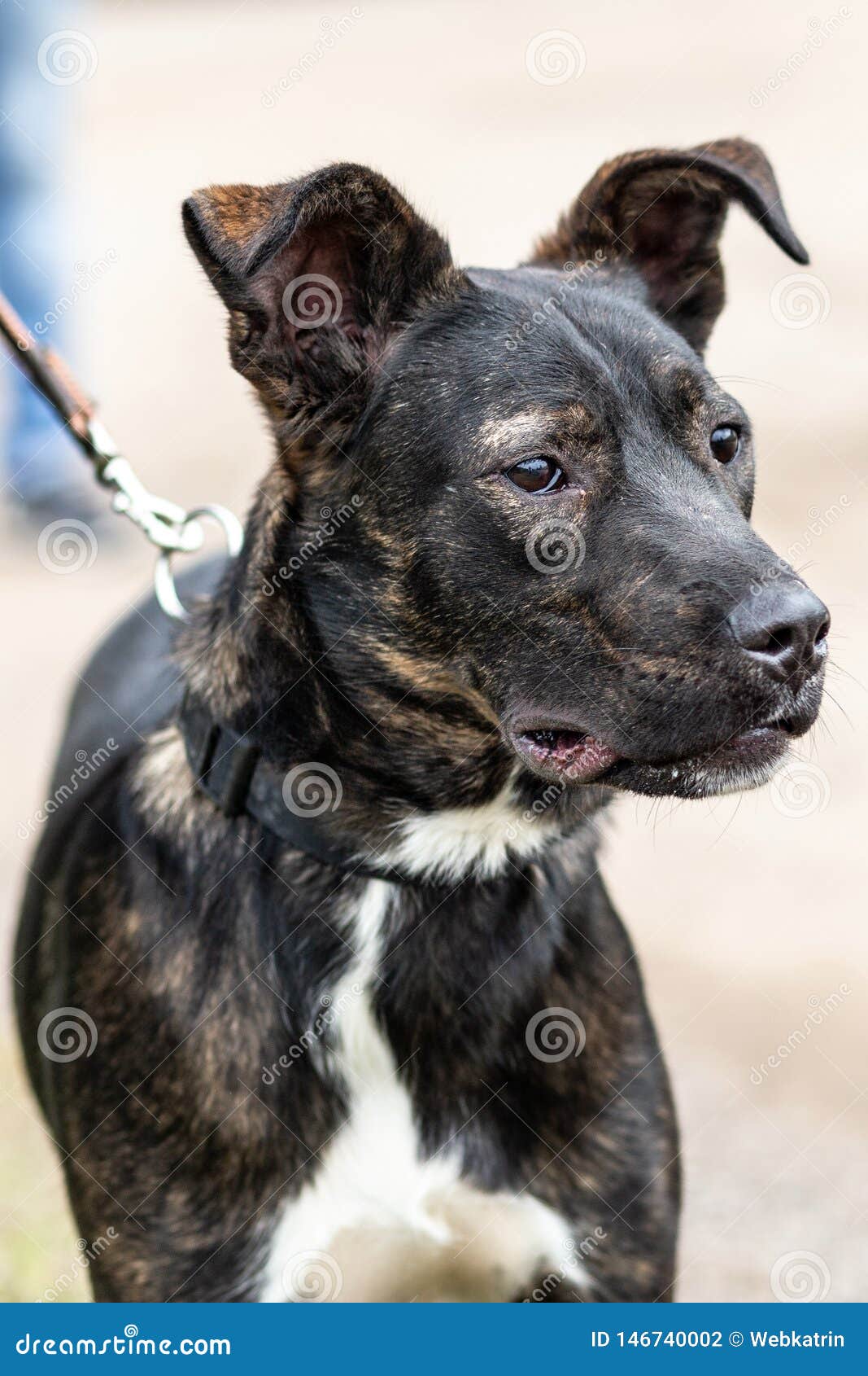 Half-breed Dog of Black with White on a Leash. Stock Photo - Image of ...