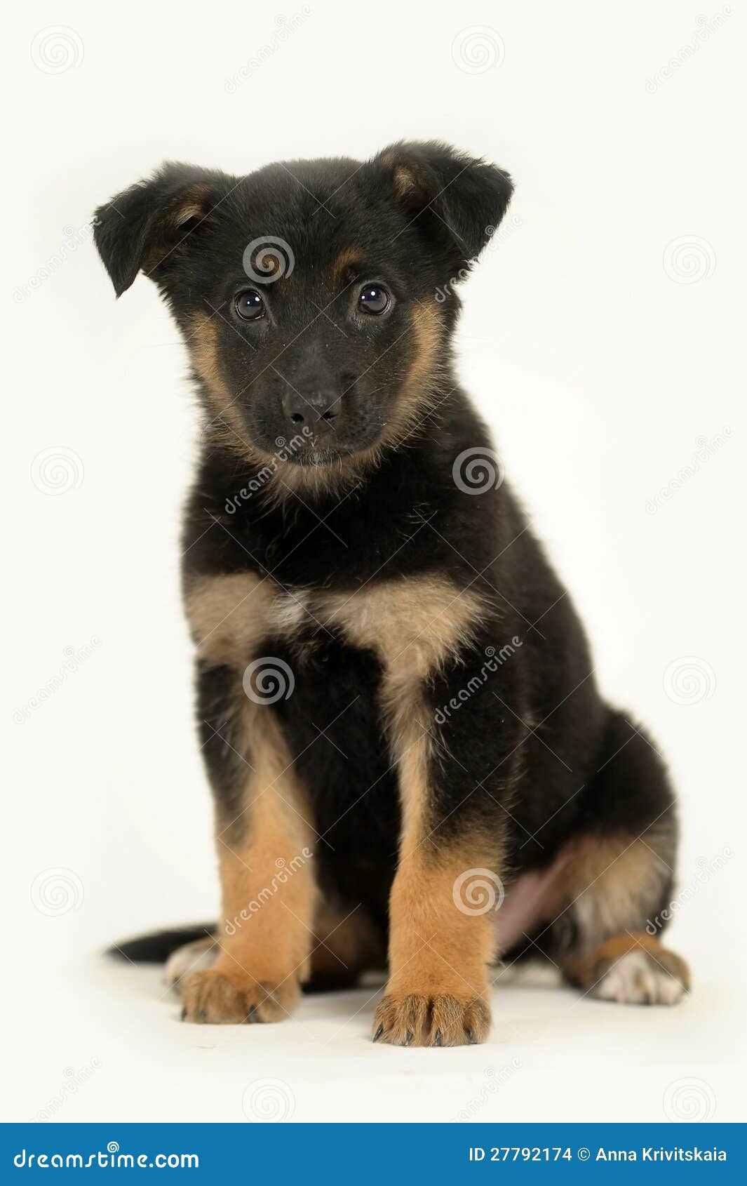 Half-breed shepherd puppy stock photo. Image of front - 27792174