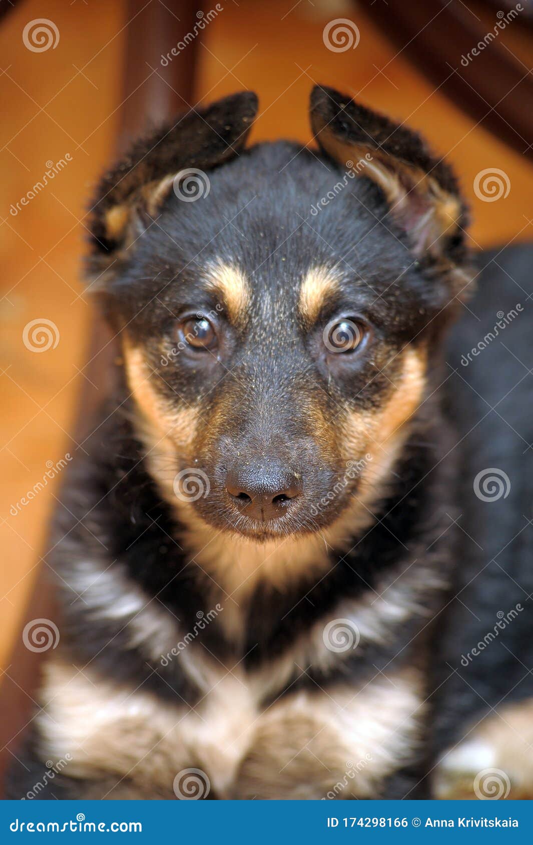 Half-breed Shepherd Puppy Carefully Looks Stock Photo - Image of dogs ...