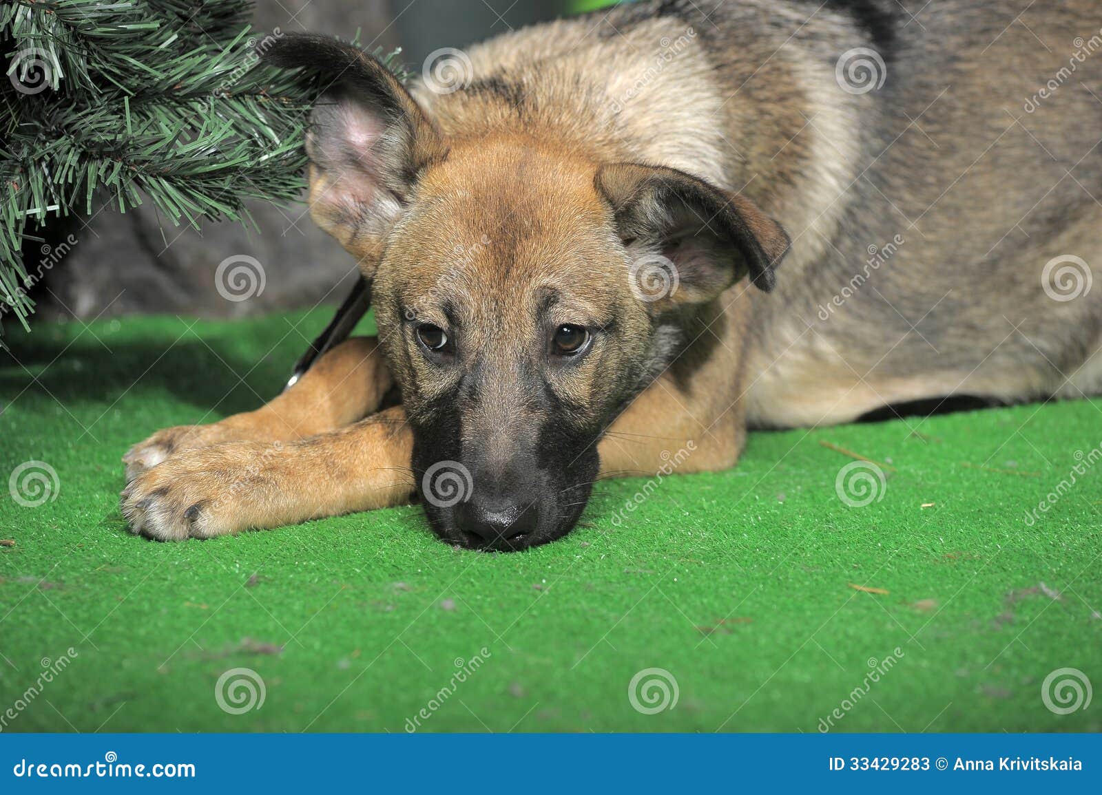 Half-breed shepherd puppy stock image. Image of canine - 33429283