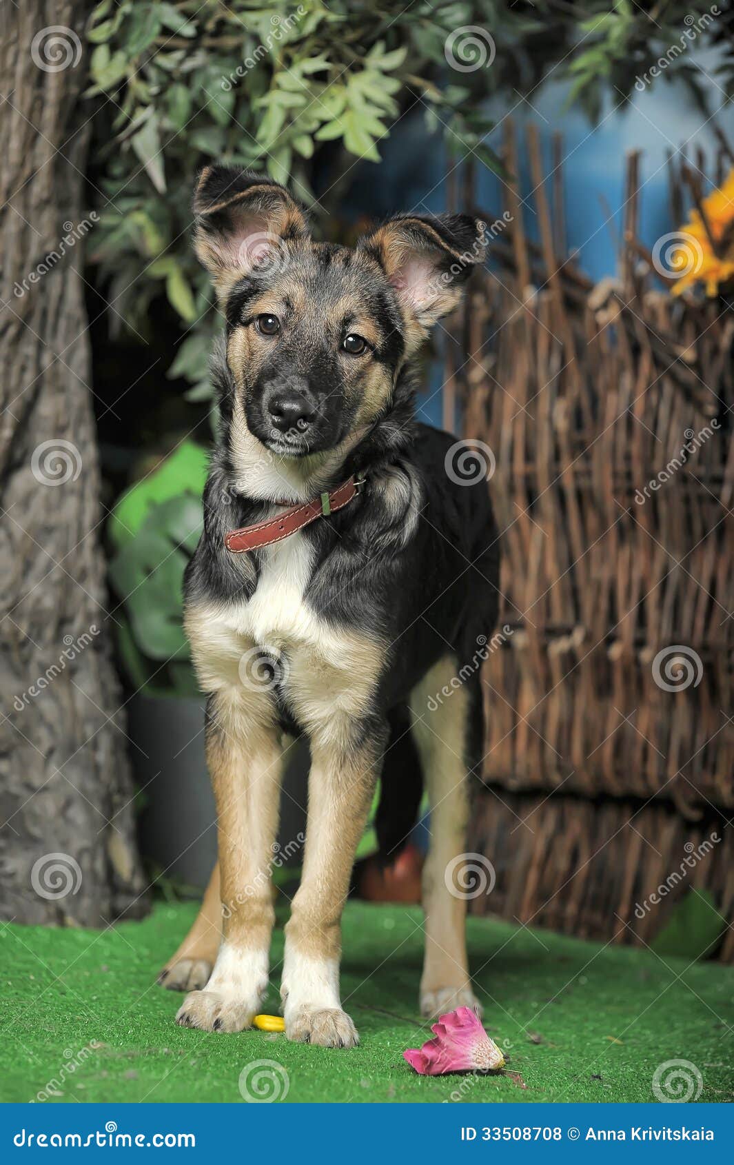 Half-breed shepherd puppy stock photo. Image of animal - 33508708