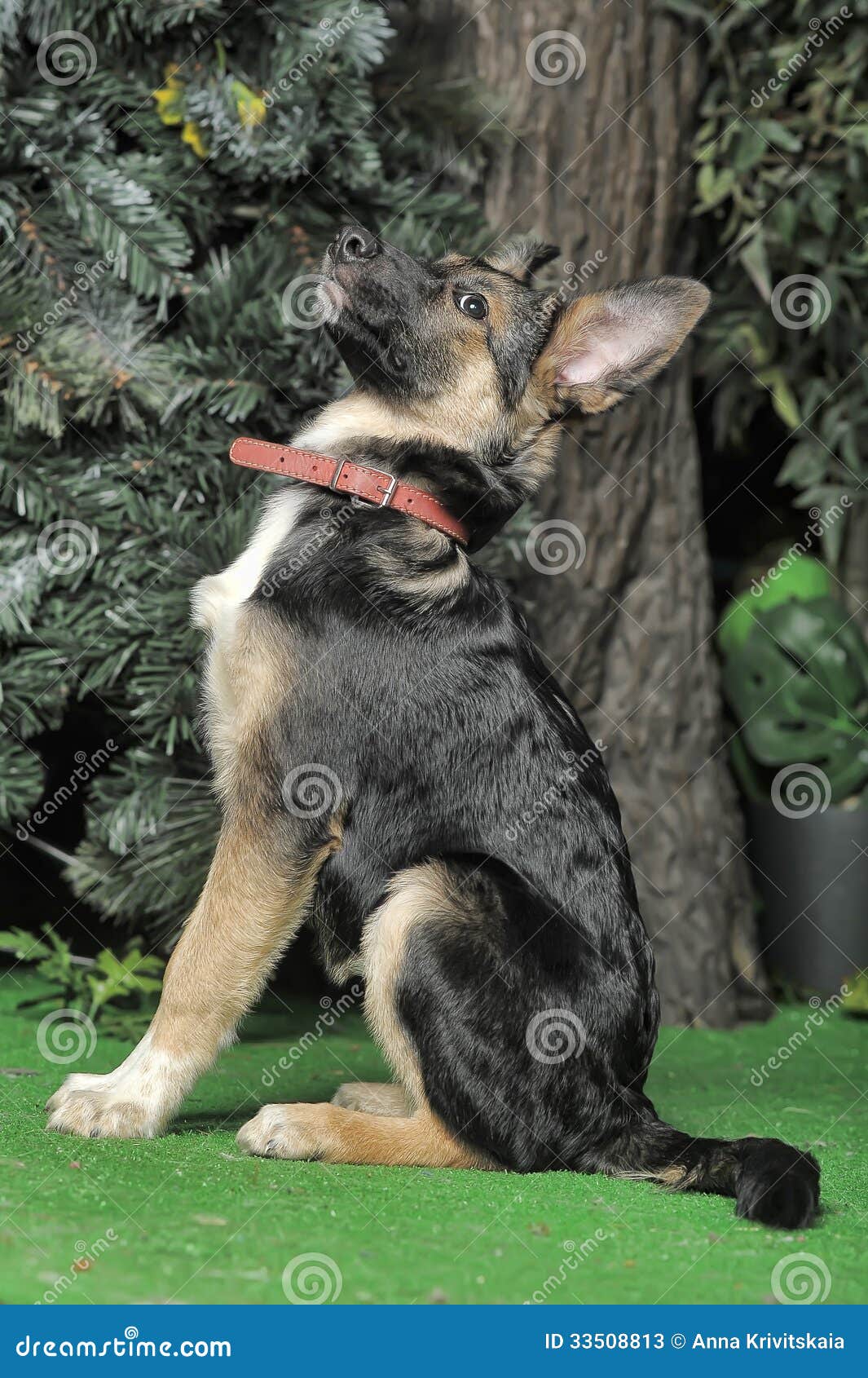 Half-breed shepherd puppy stock image. Image of close - 33508813