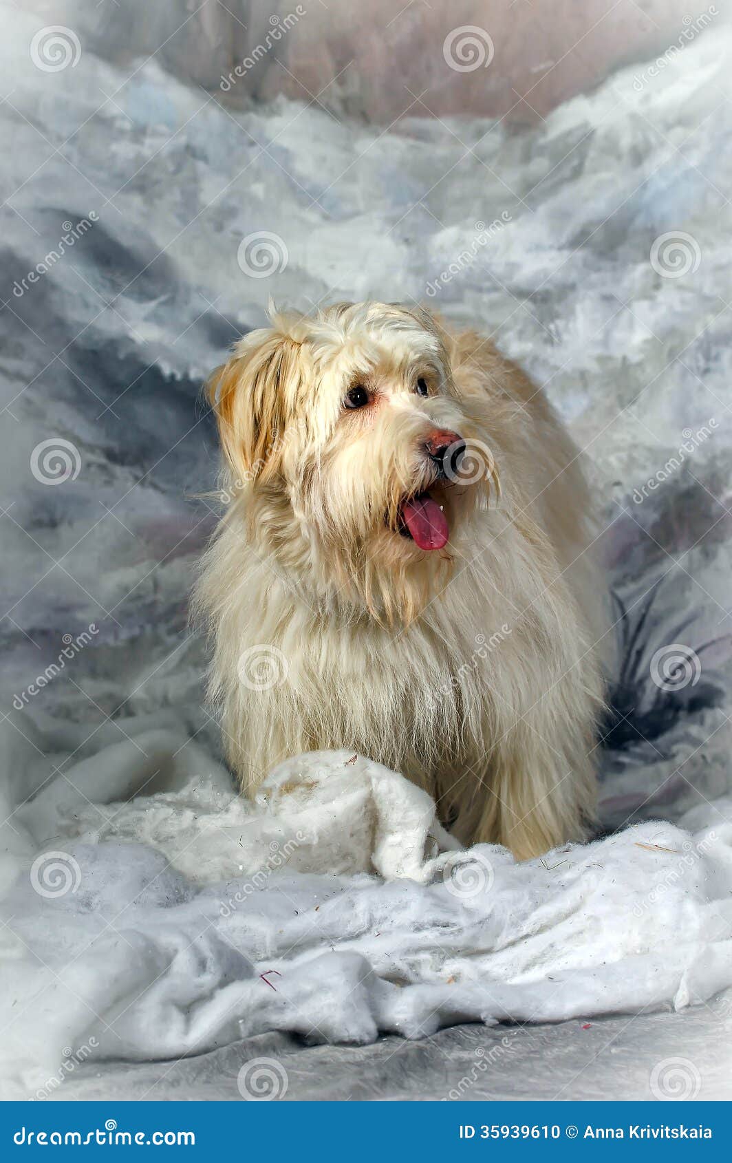 Half-breed terrier stock photo. Image of hound, bowwow - 35939610