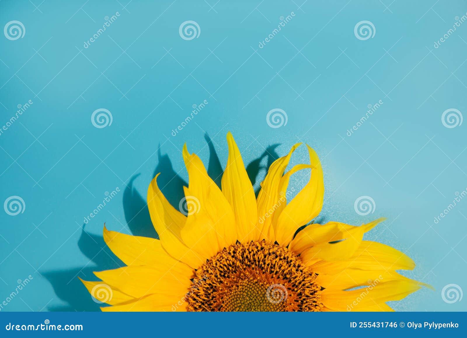 Half Bright Sunflower on a Blue Background. Top View Stock Photo ...