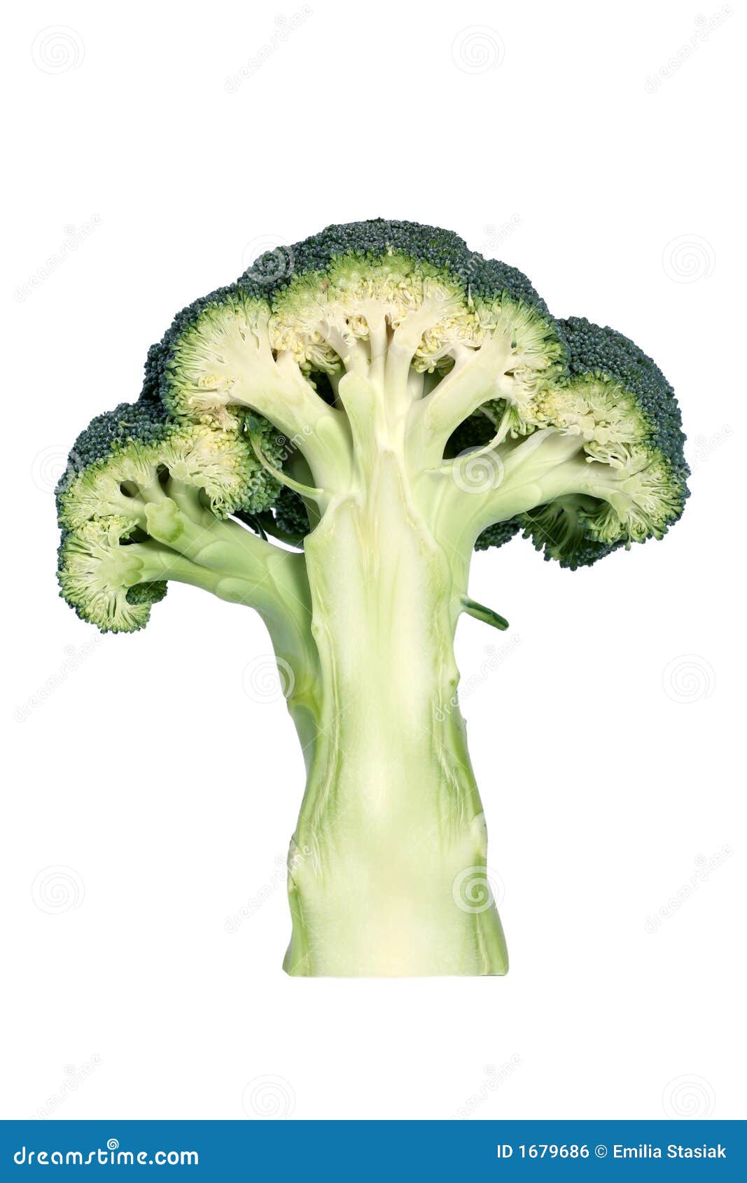 Half of broccoli stock photo. Image of healthy, lifestyle - 1679686