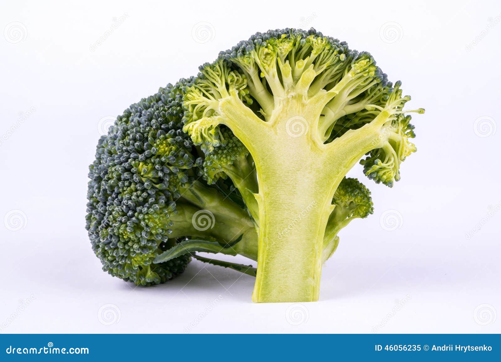 Half of broccoli stock image. Image of single, fruits - 46056235